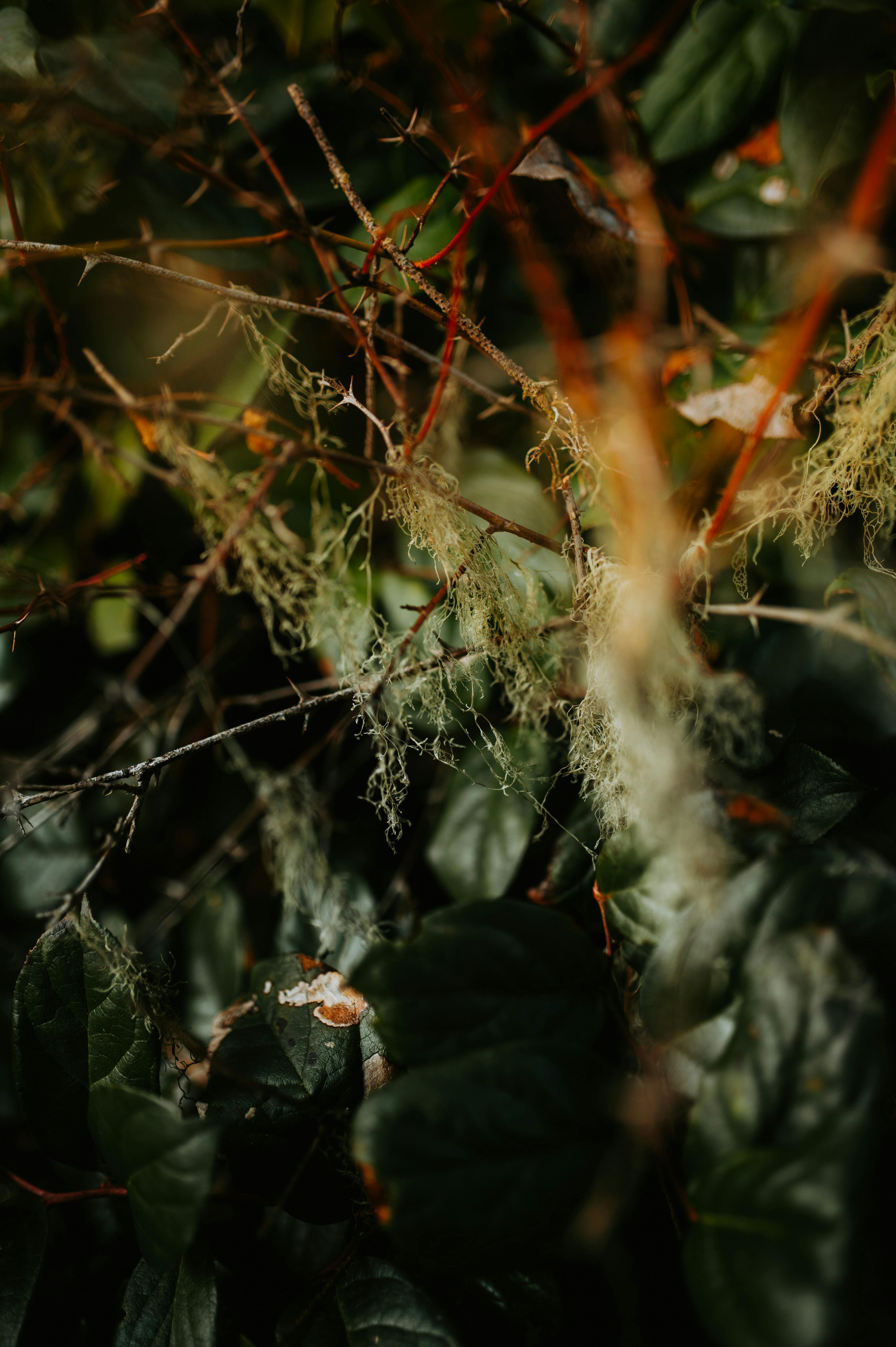 Autumn Leaf on a Fir Tree Branch · Free Stock Photo