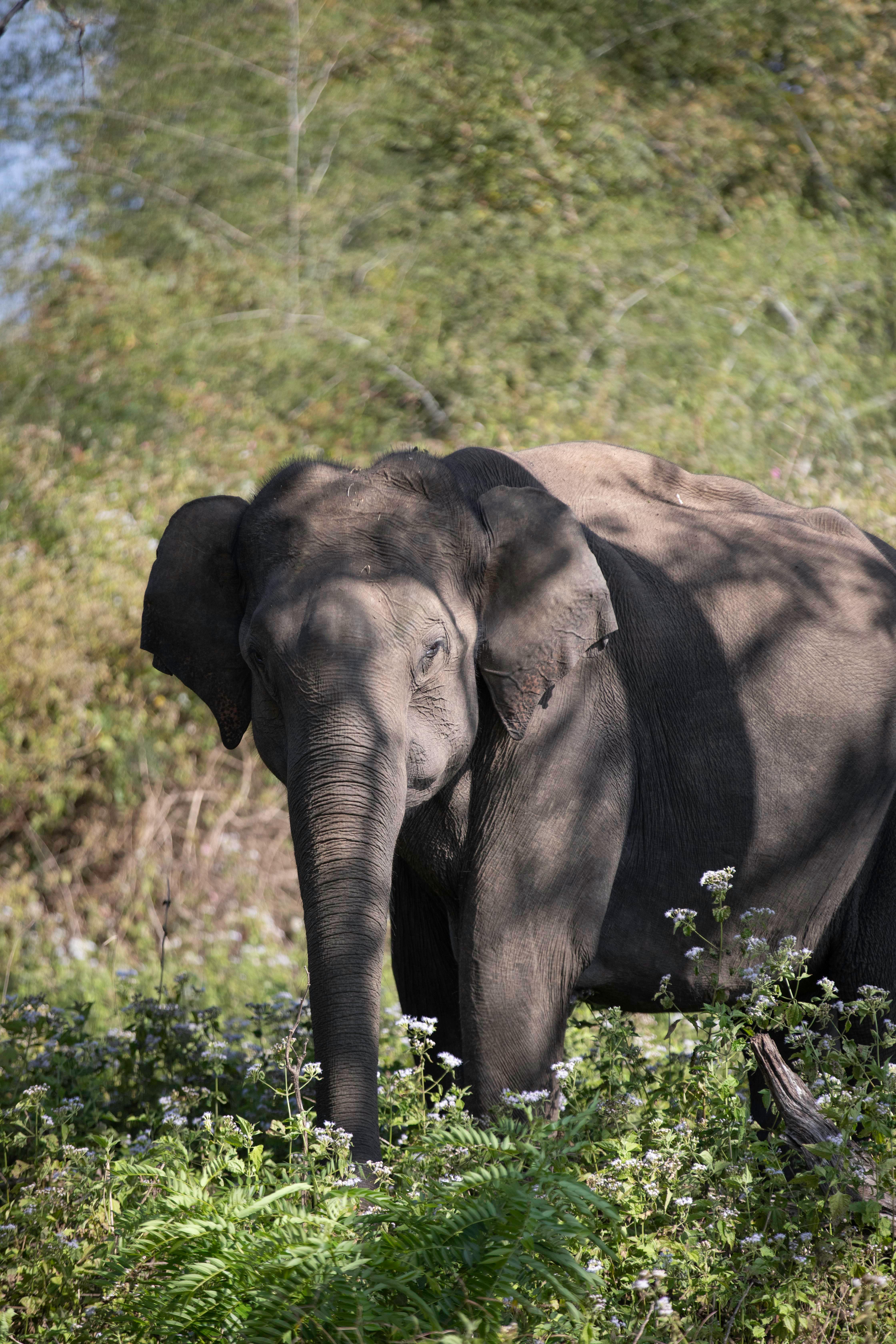 An Elephant in the Wild · Free Stock Photo