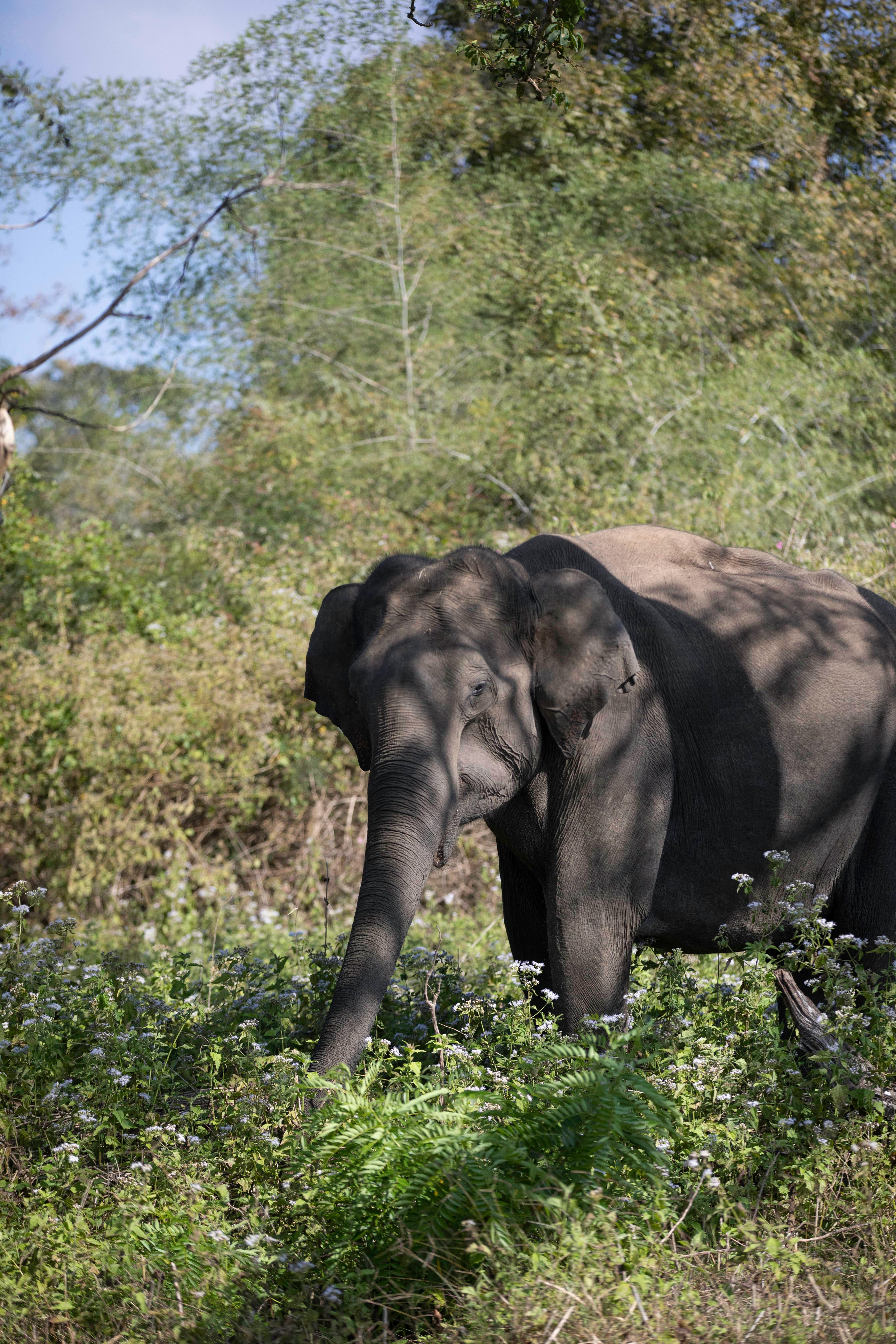 Standing Elephant Photos, Download The BEST Free Standing Elephant ...