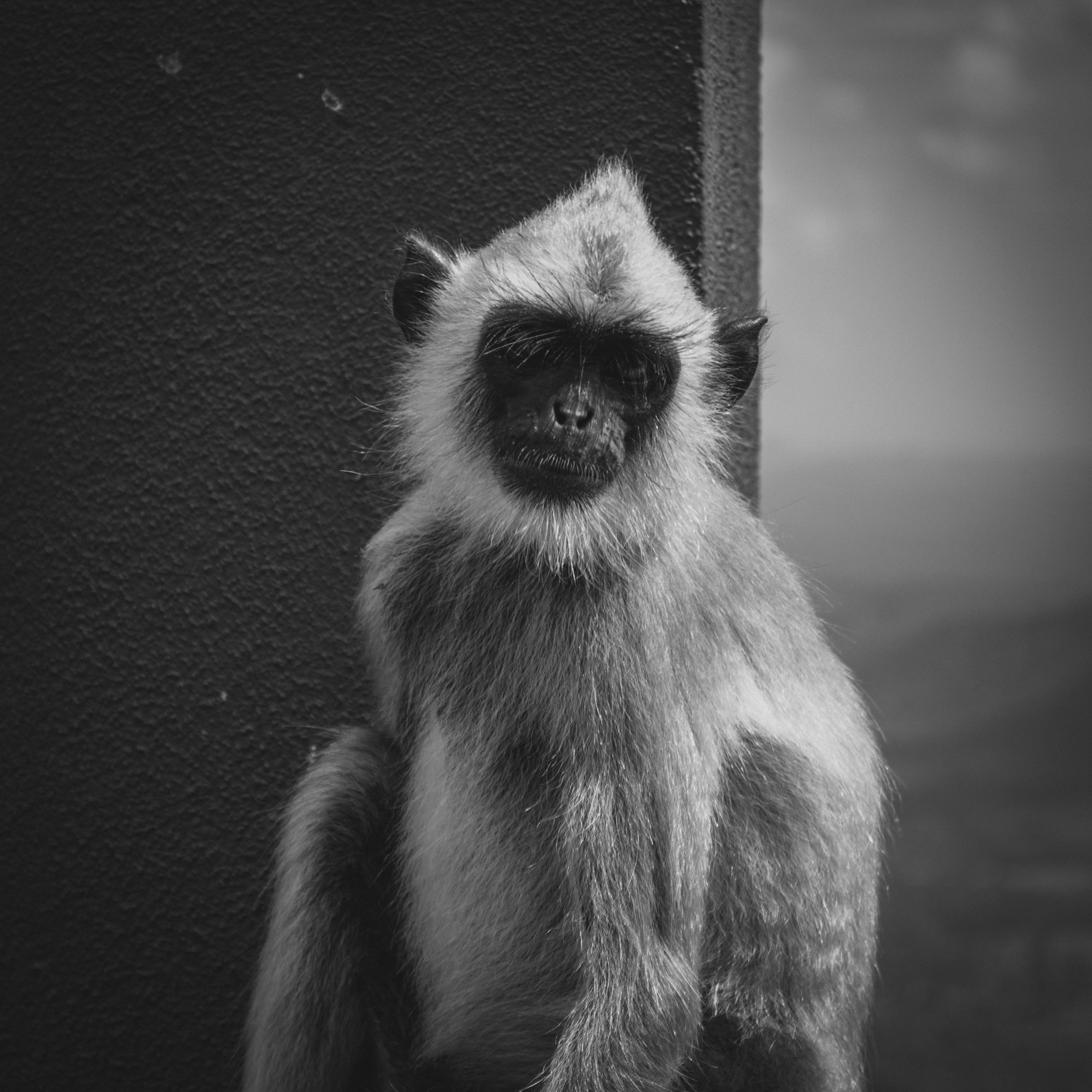 A Gray Langur Monkey in the Wild · Free Stock Photo