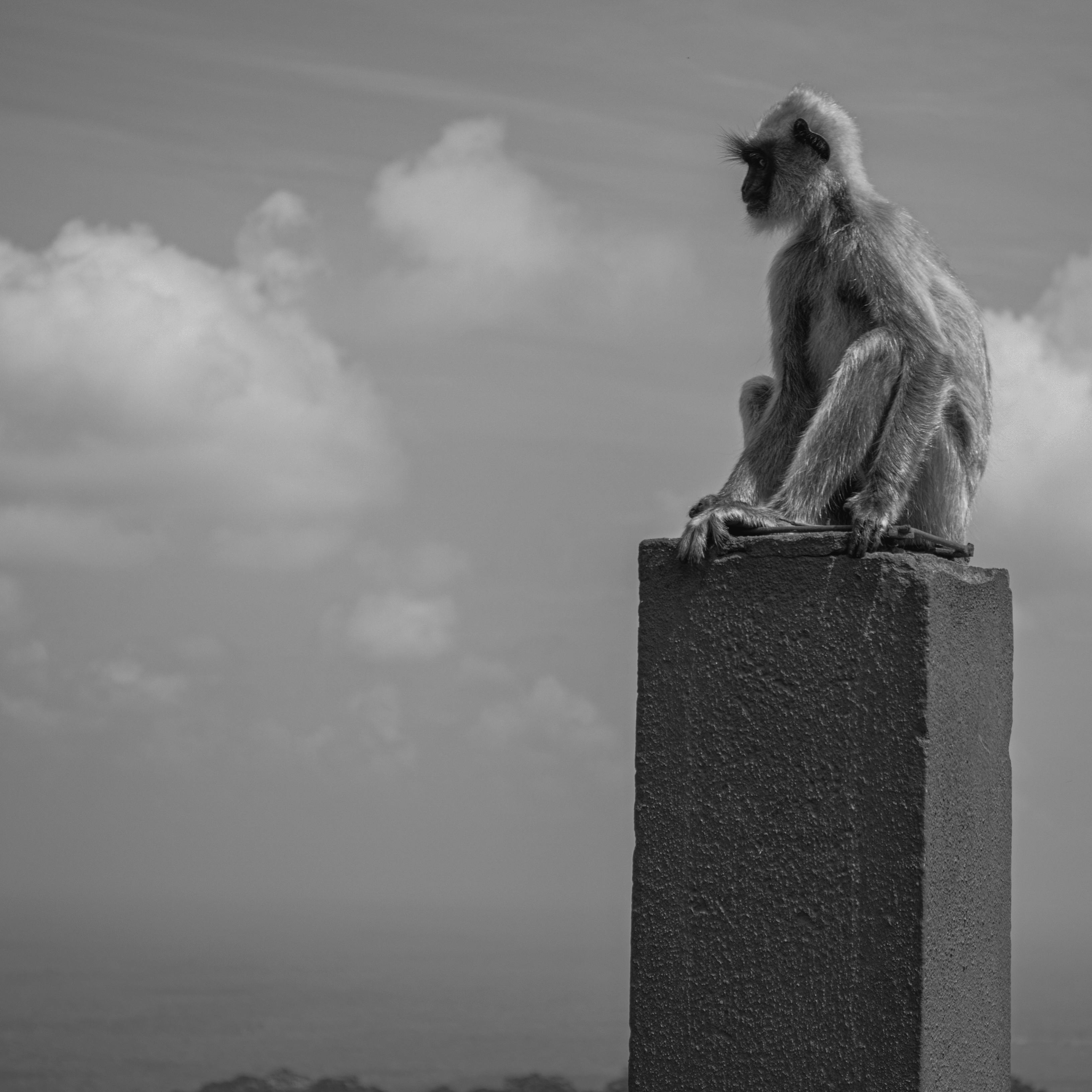 Monkey Sitting on Concrete Column · Free Stock Photo