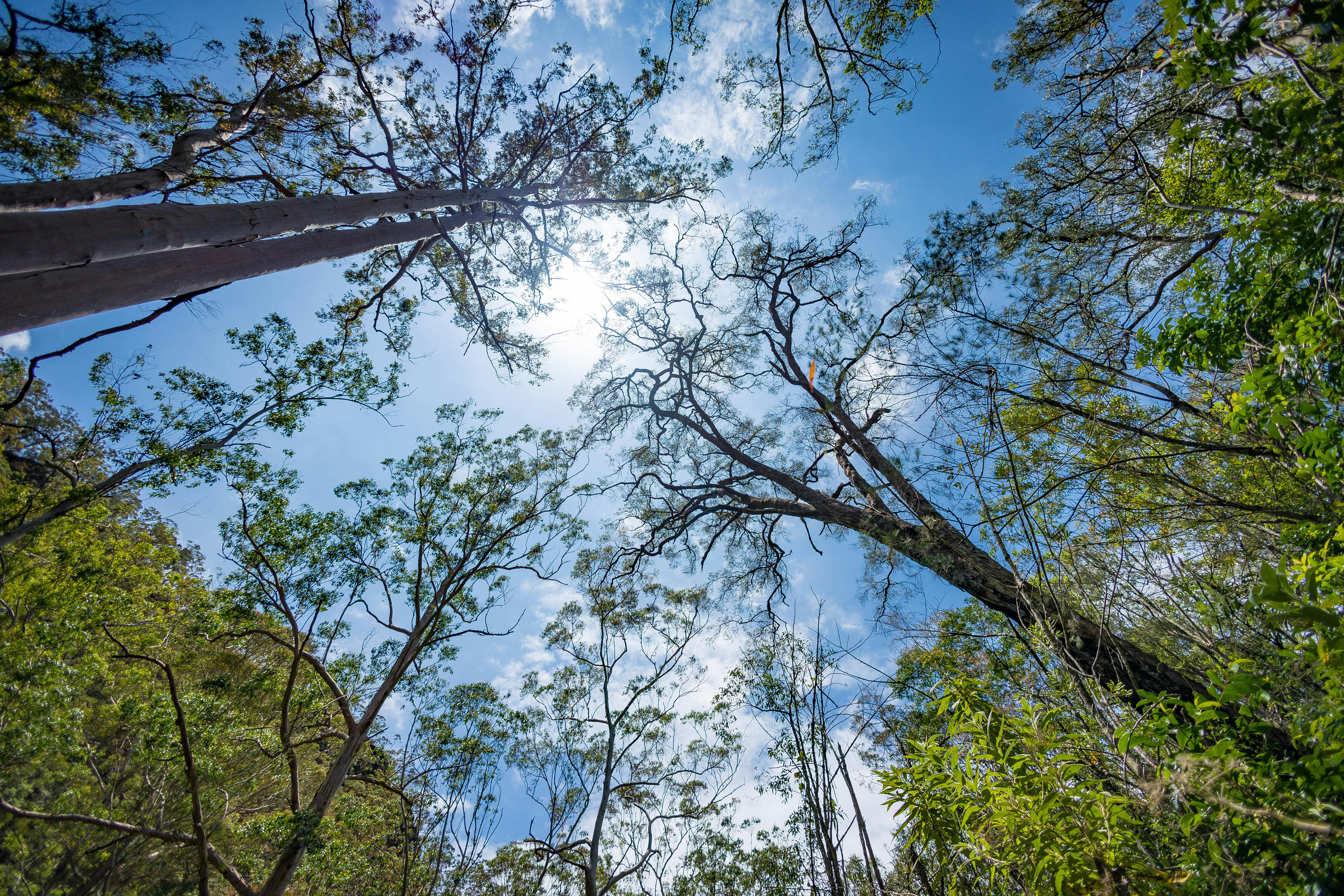 Worm's Eye View of Pine Trees · Free Stock Photo
