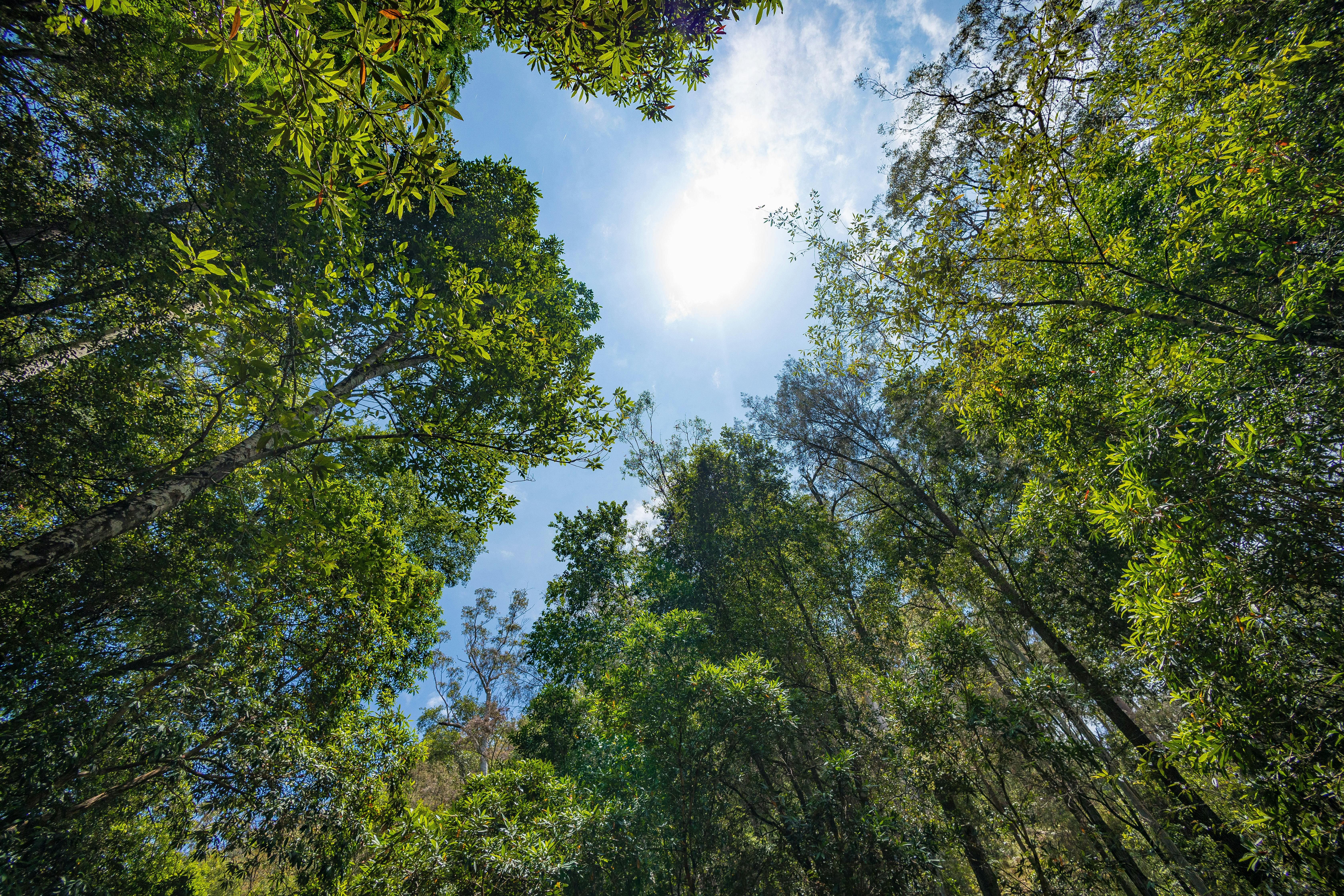 Worm's Eye View of Pine Trees · Free Stock Photo