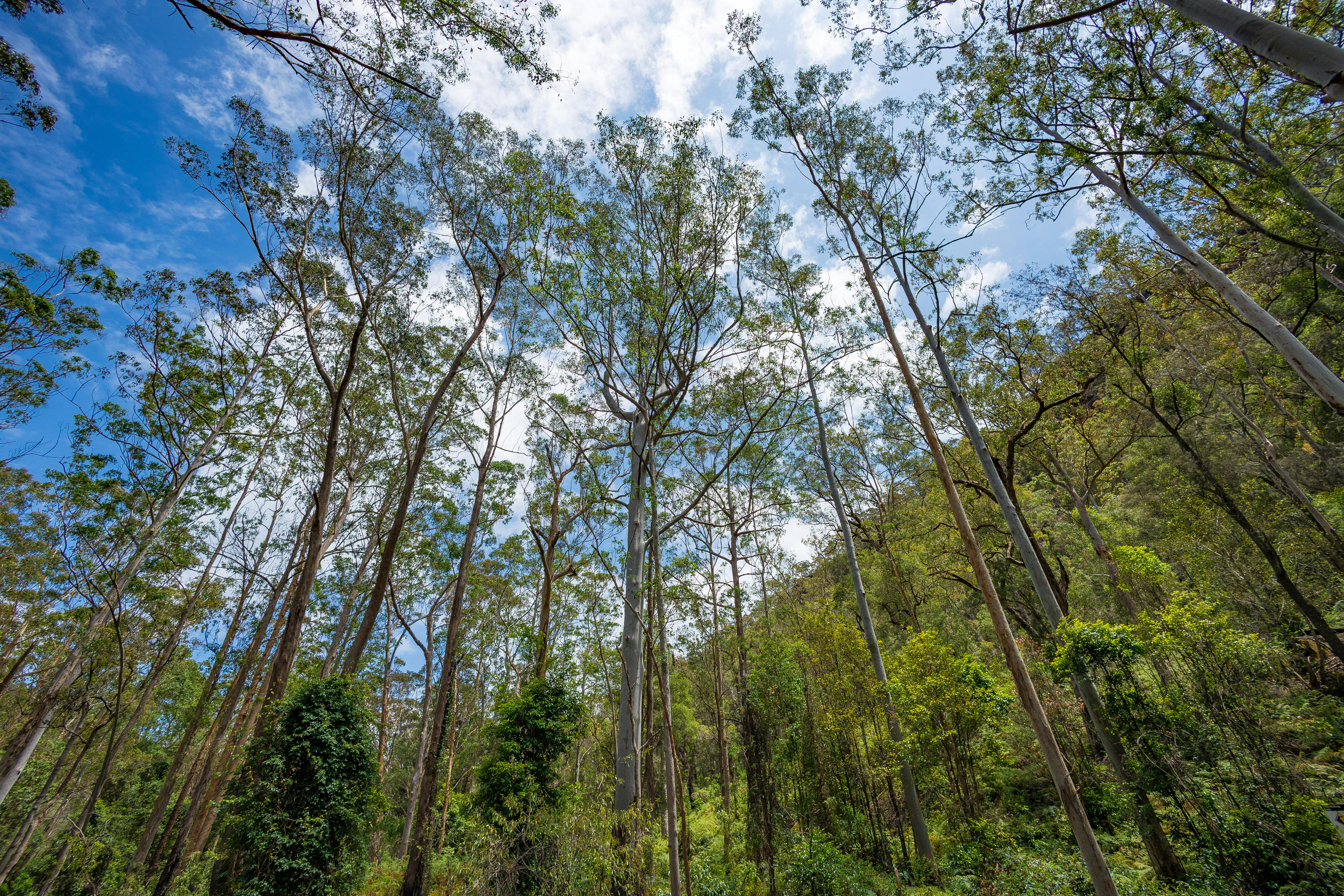 Tall Trees in the Forest · Free Stock Photo