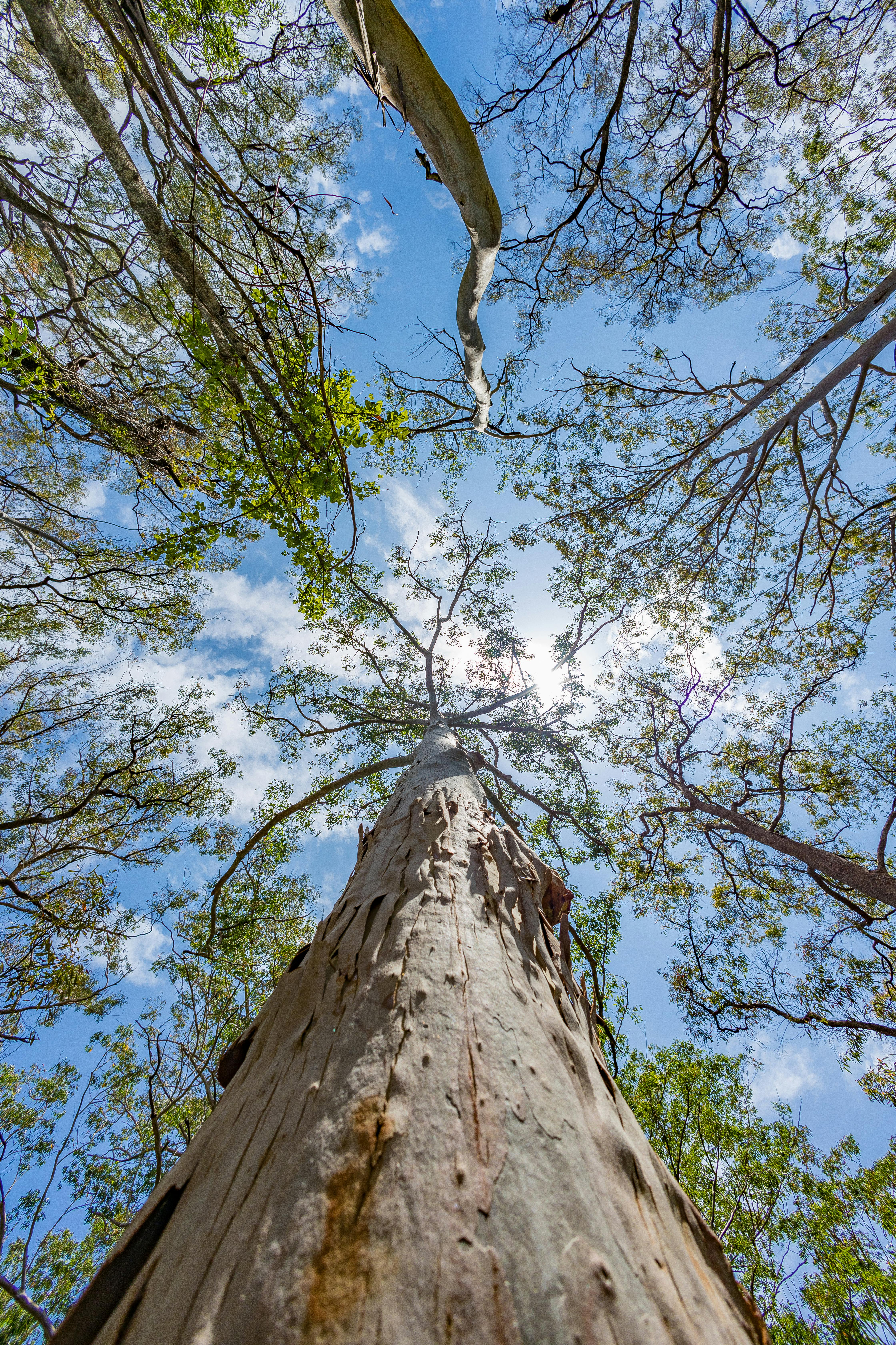 Low Angle Shot of a Tree · Free Stock Photo