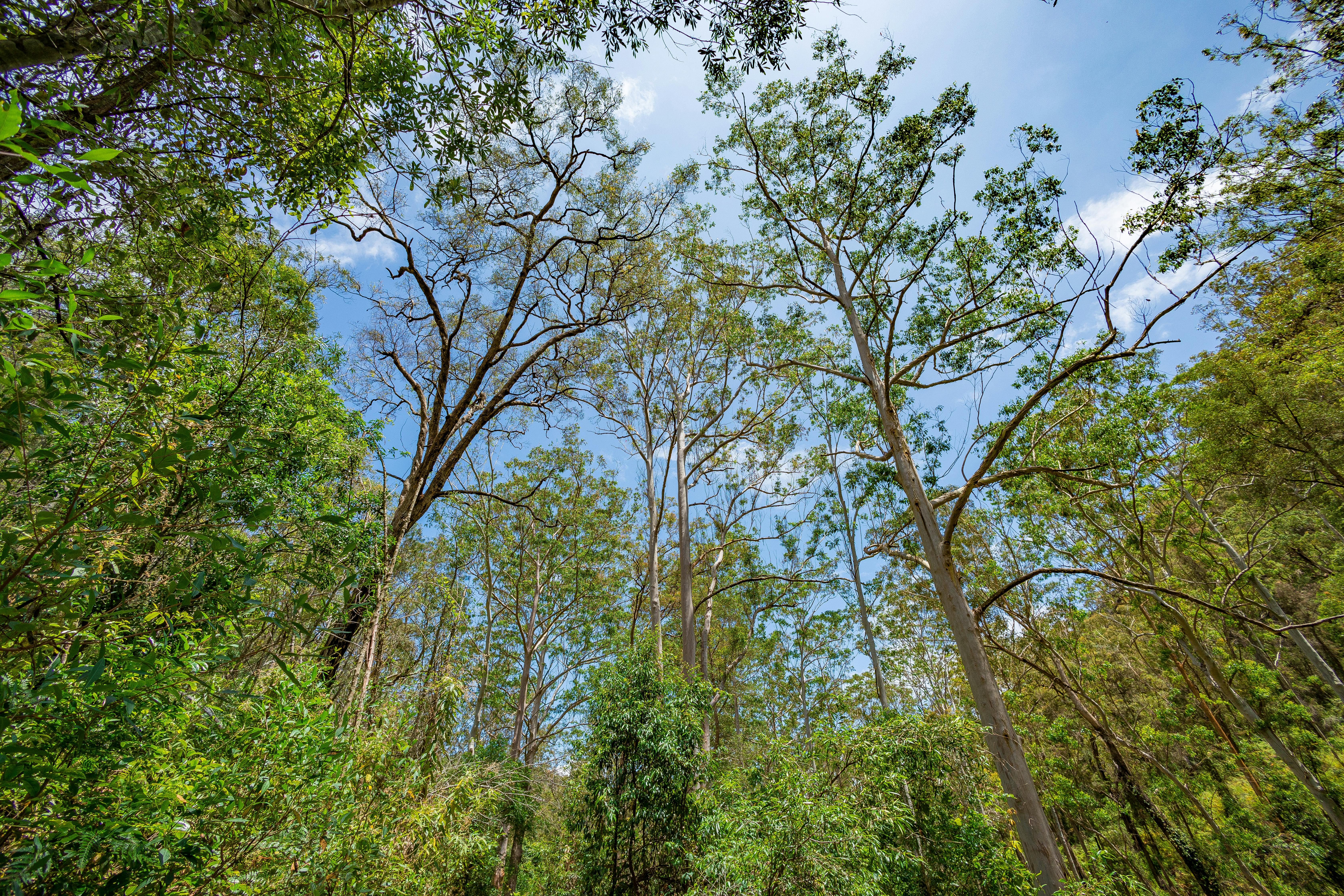 Foto de stock gratuita sobre árboles altos, bosque, flora, foto de ...