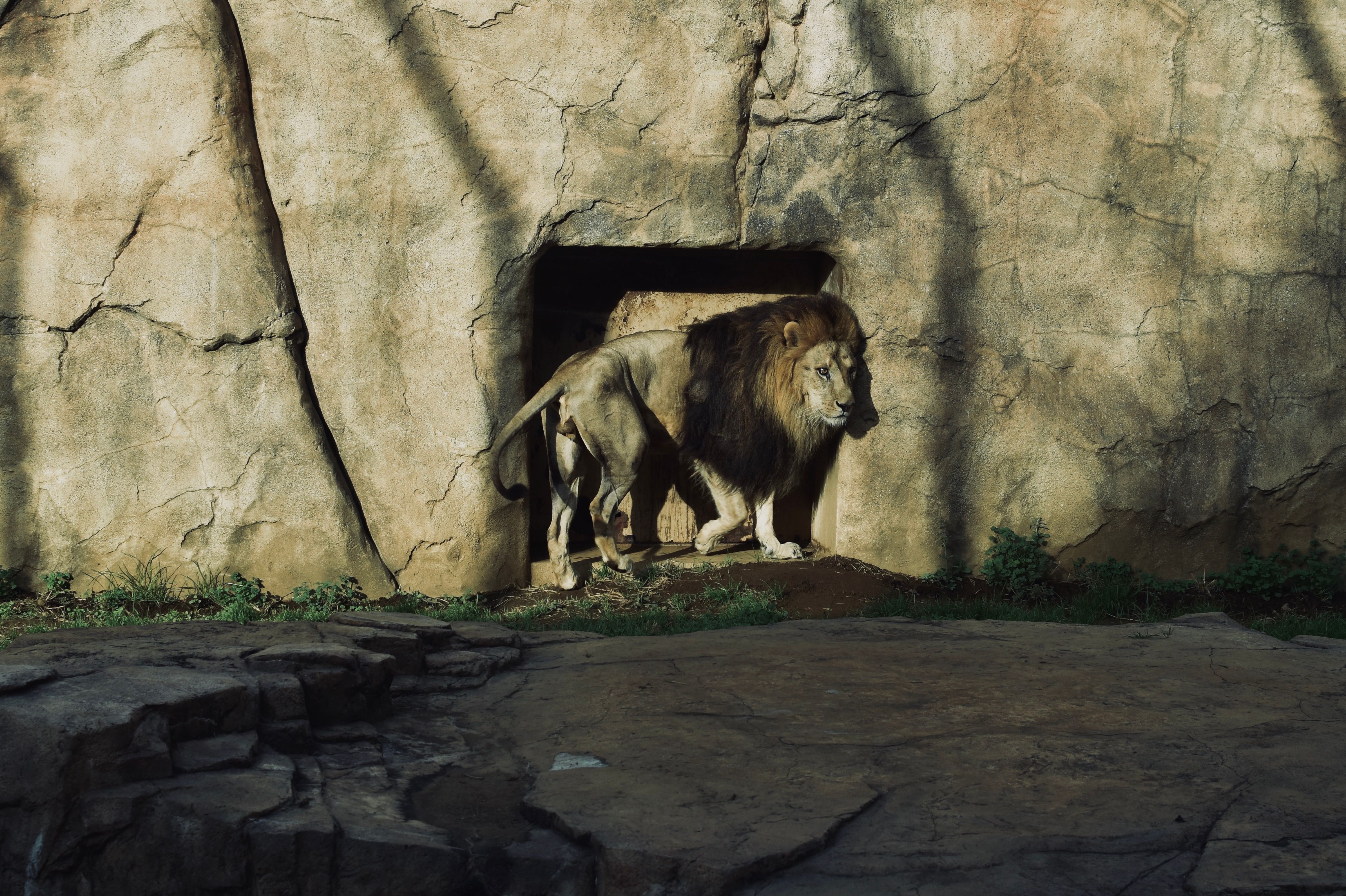 Wild Animal Den Photos, Download The BEST Free Wild Animal Den Stock ...