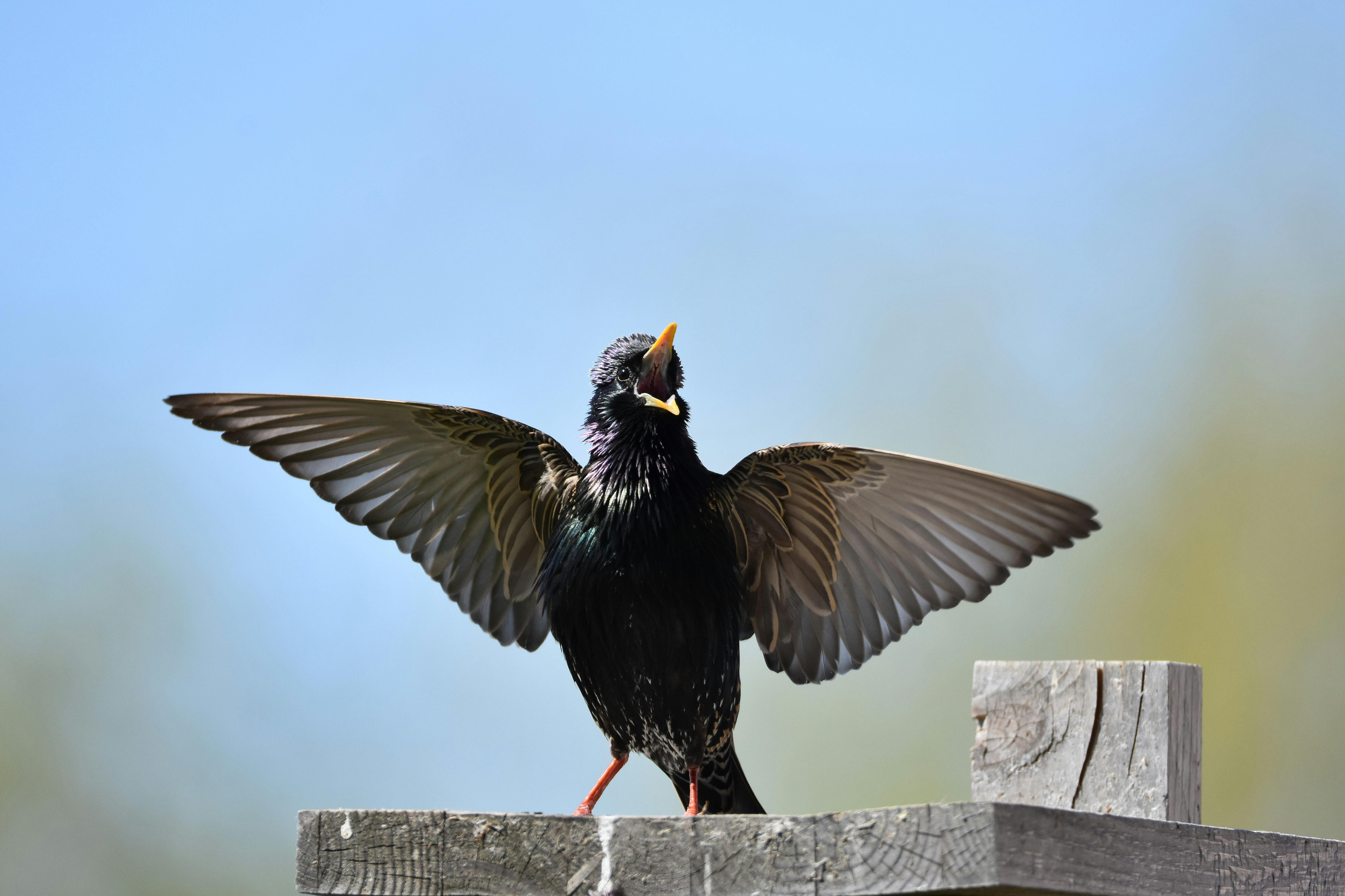 Close-Up Shot of a Common Starling · Free Stock Photo