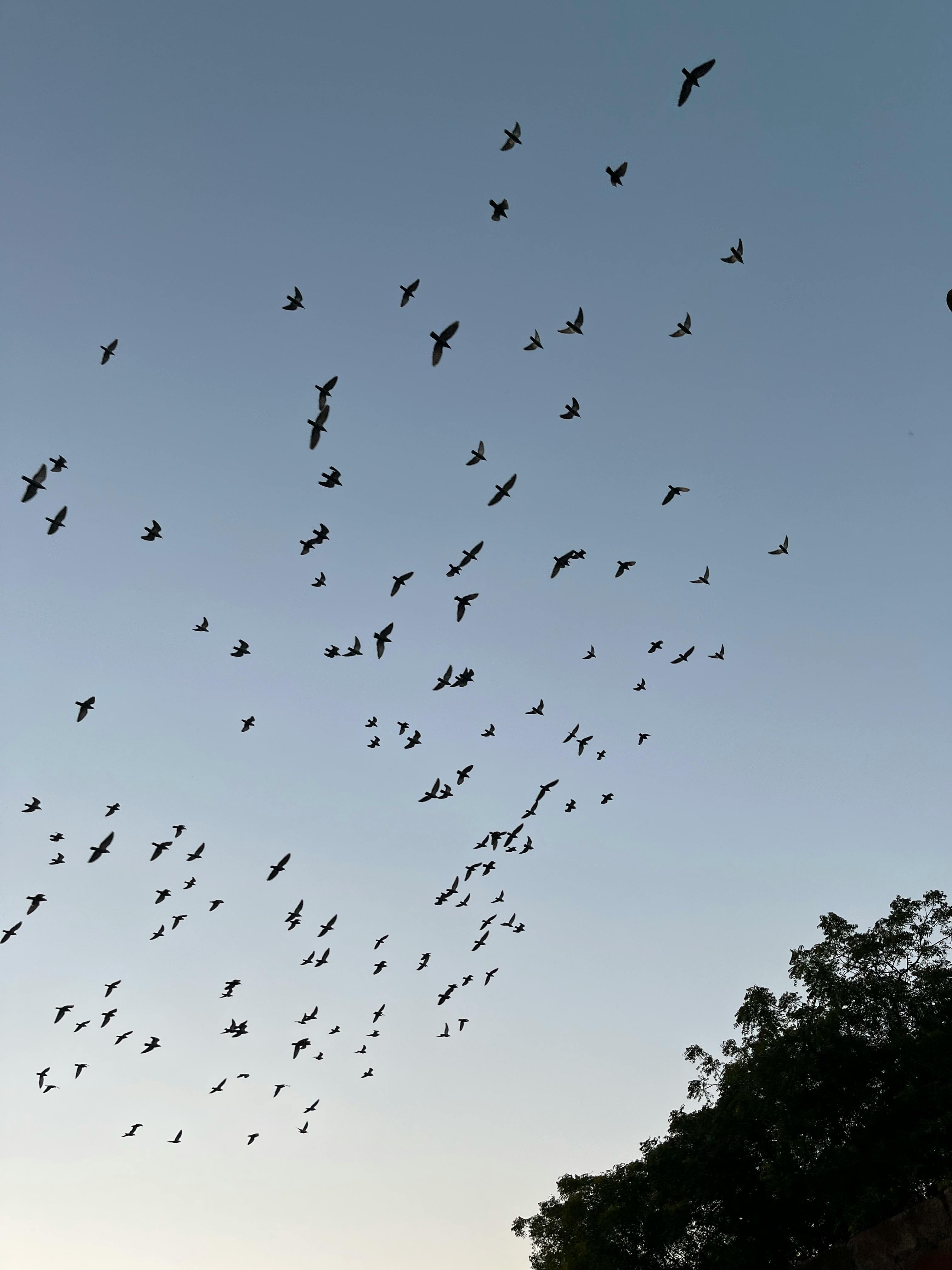 Flock of Birds Flying Under Blue Sky · Free Stock Photo