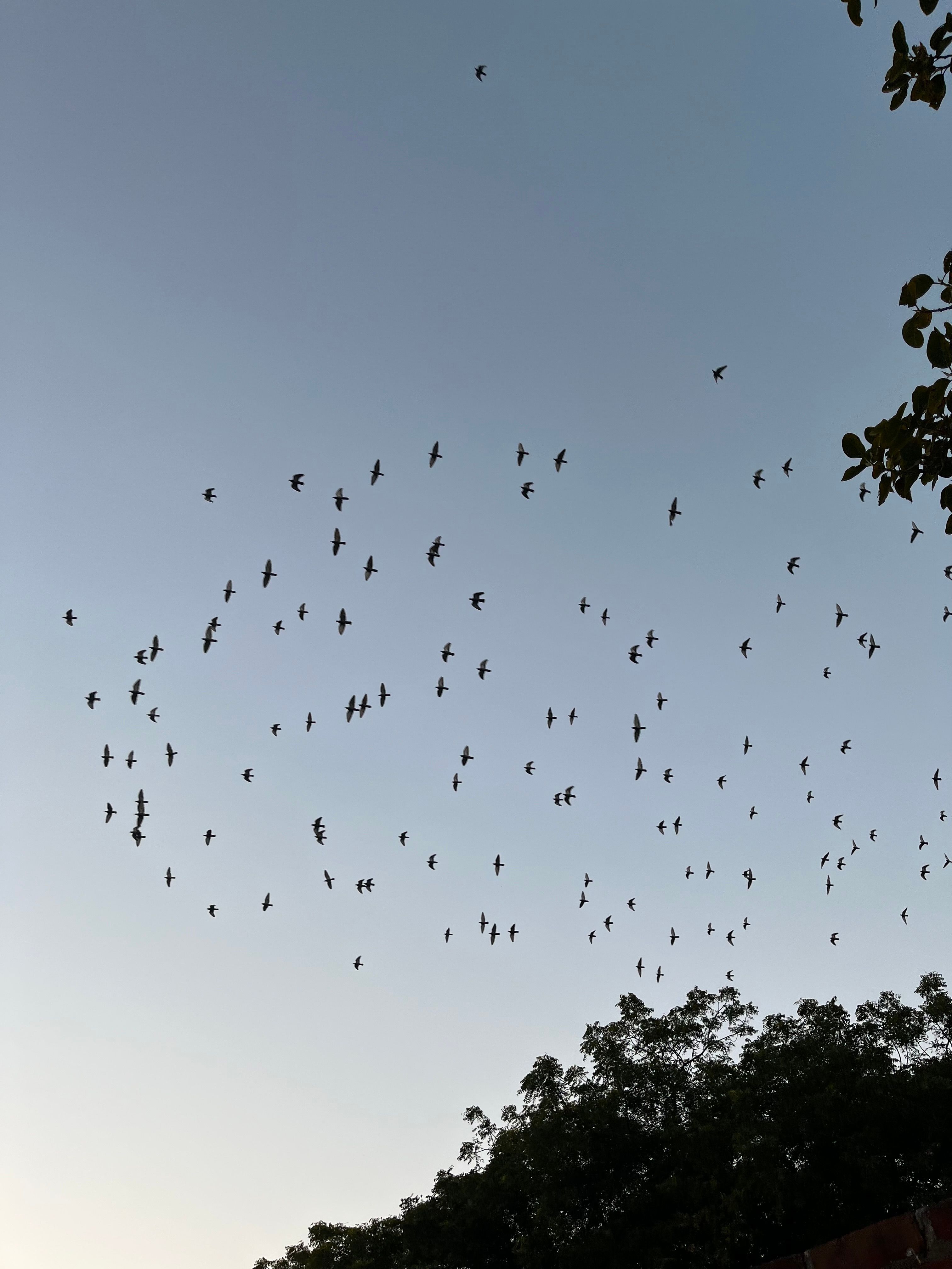 Group Of Animals In A Circle Photos, Download The BEST Free Group Of ...