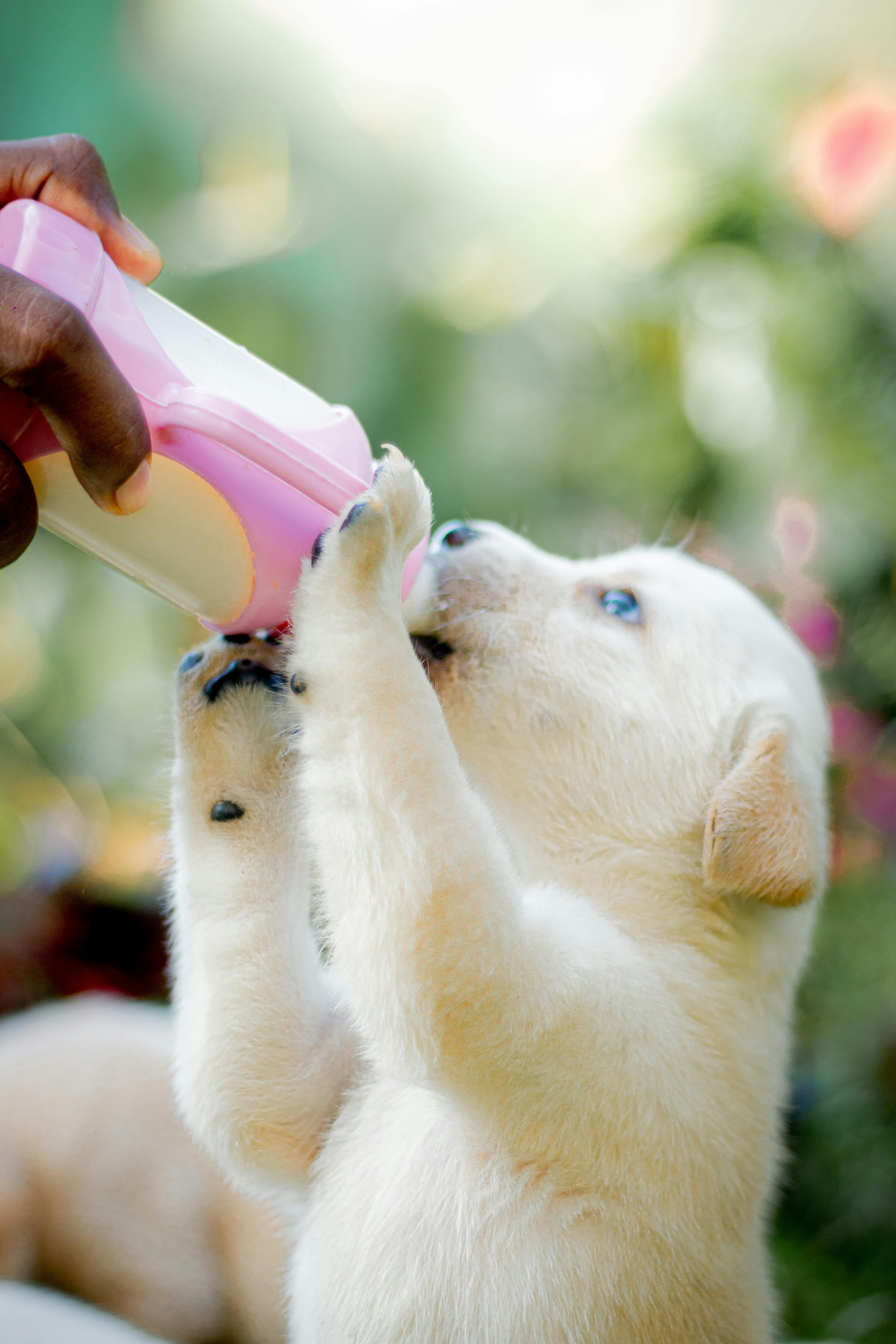 Person Feeding Labrador Puppy · Free Stock Photo