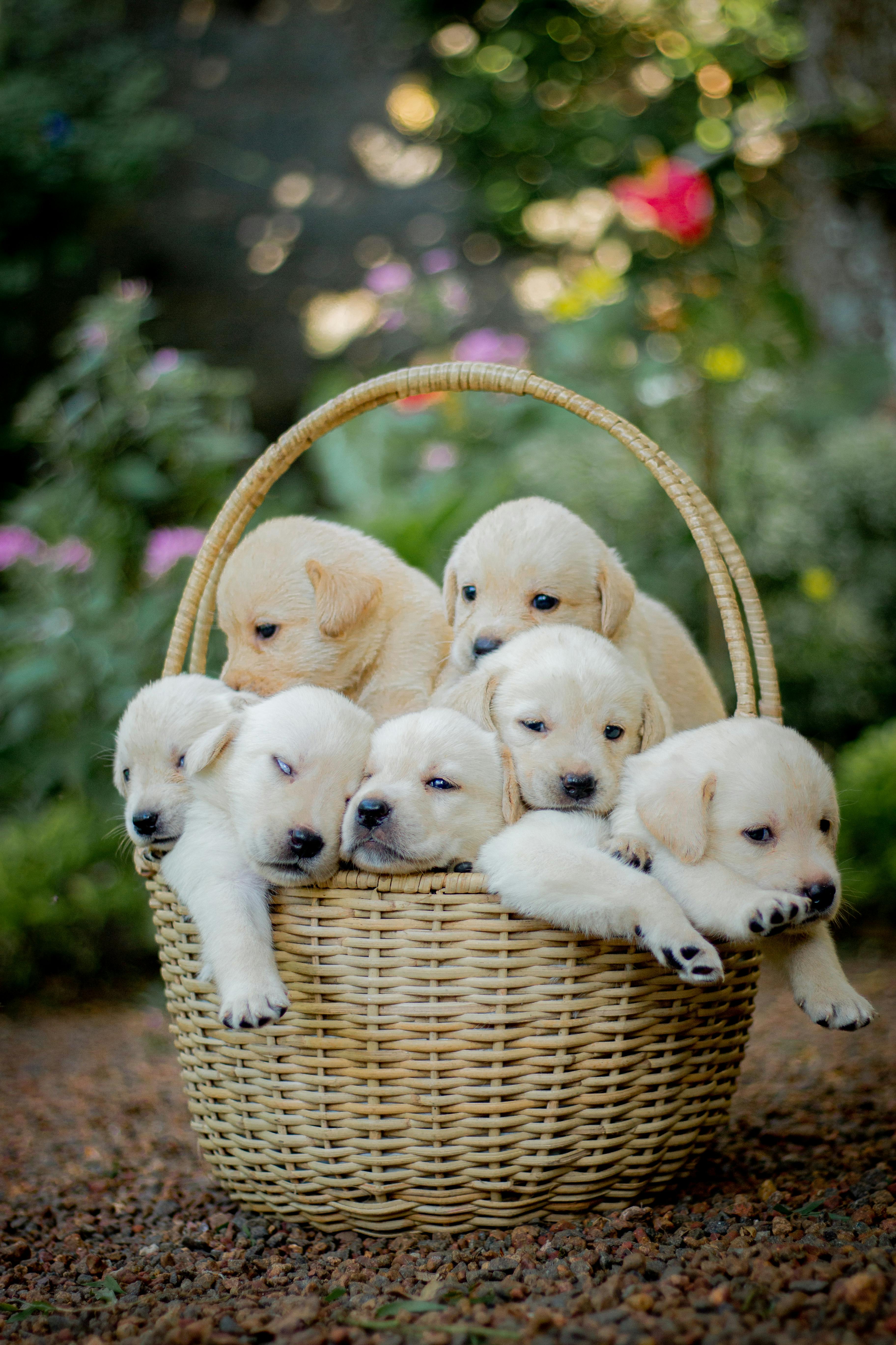 Foto de stock gratuita sobre al aire libre, amistad, amor, animal, bebé ...