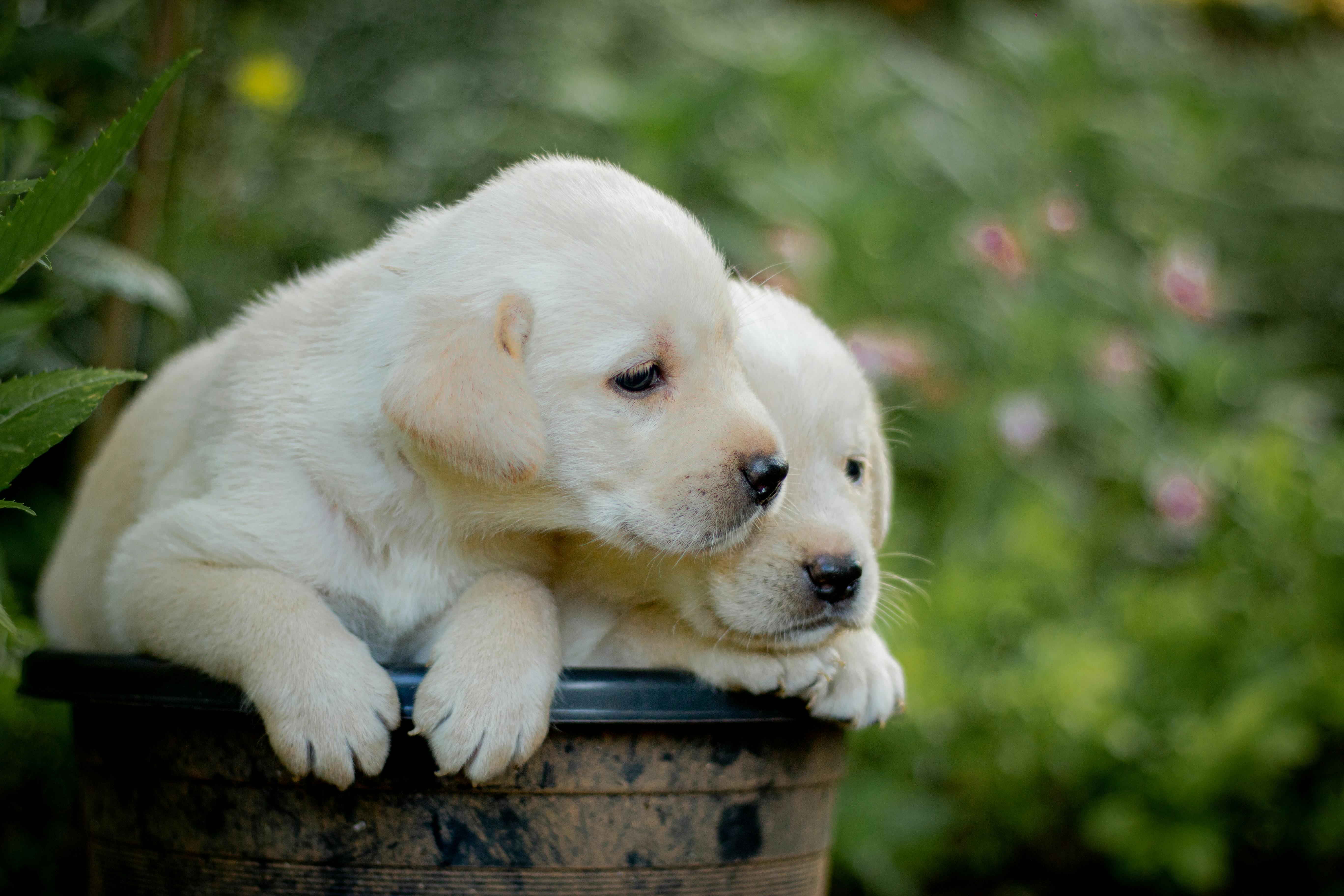 Close-Up Shot of Puppies · Free Stock Photo