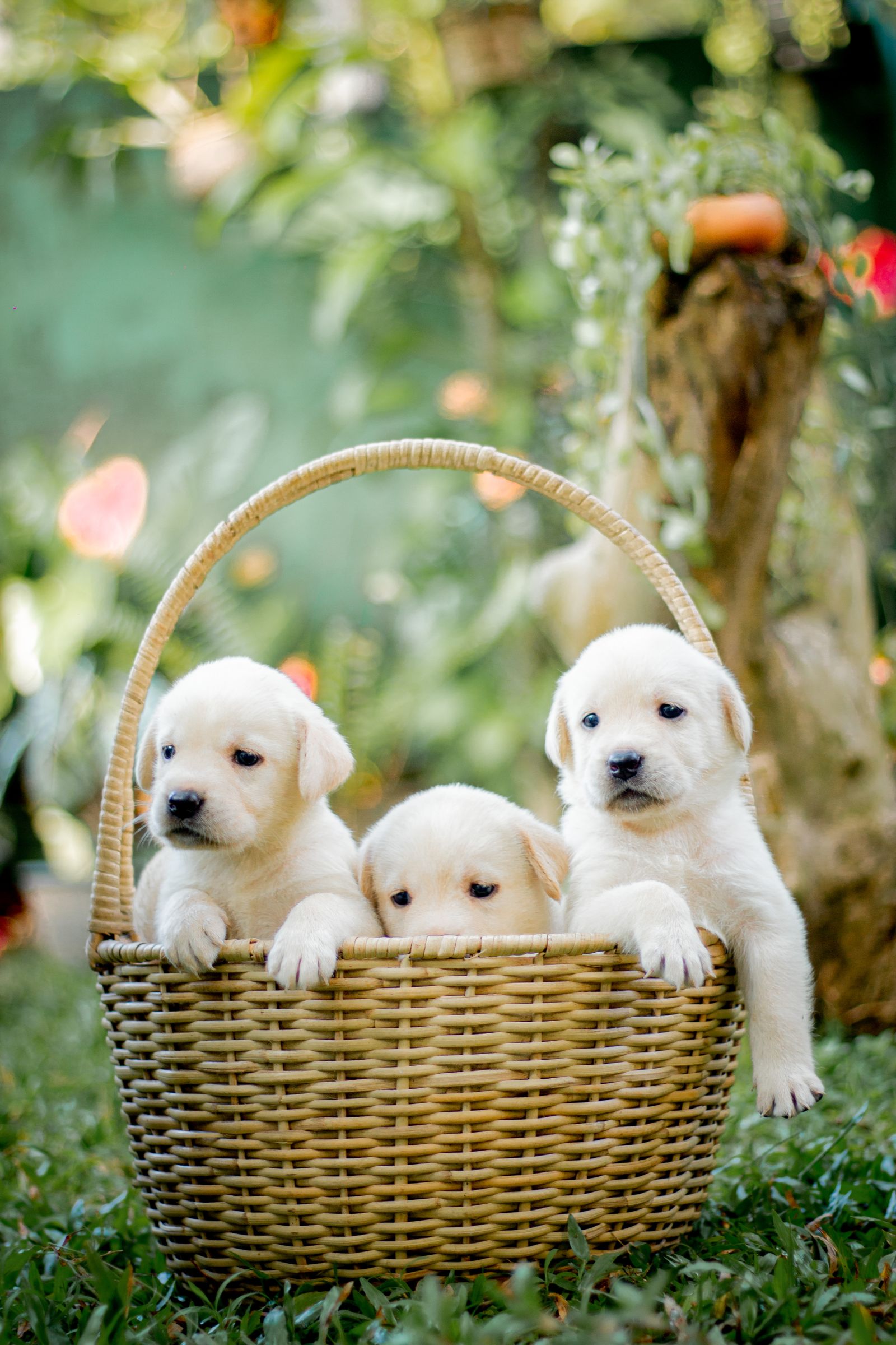 228.640+ Fotos y Imágenes de Animales 4k Gratis · Banco de Fotos Gratis