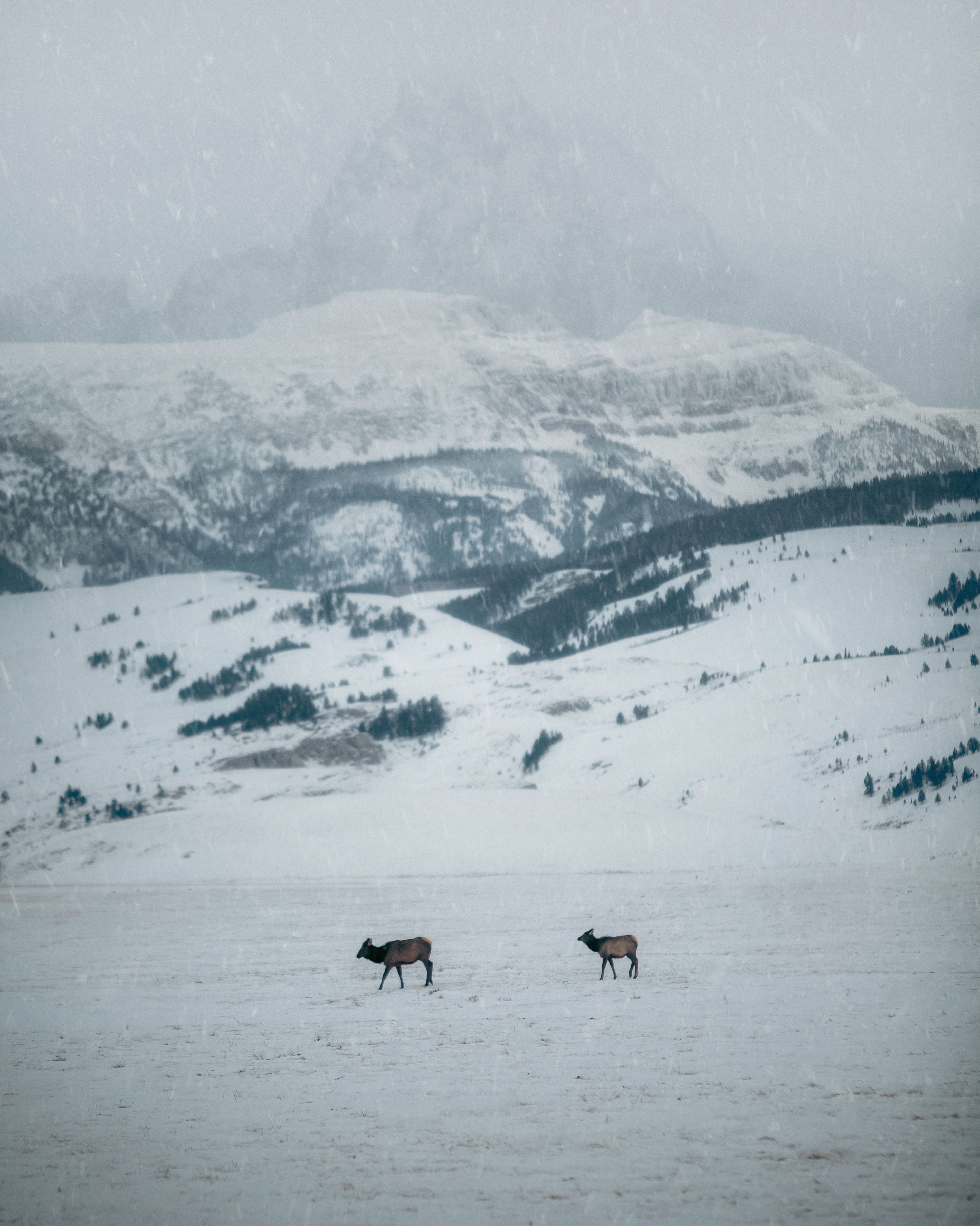 Elks in Snow in Winter · Free Stock Photo