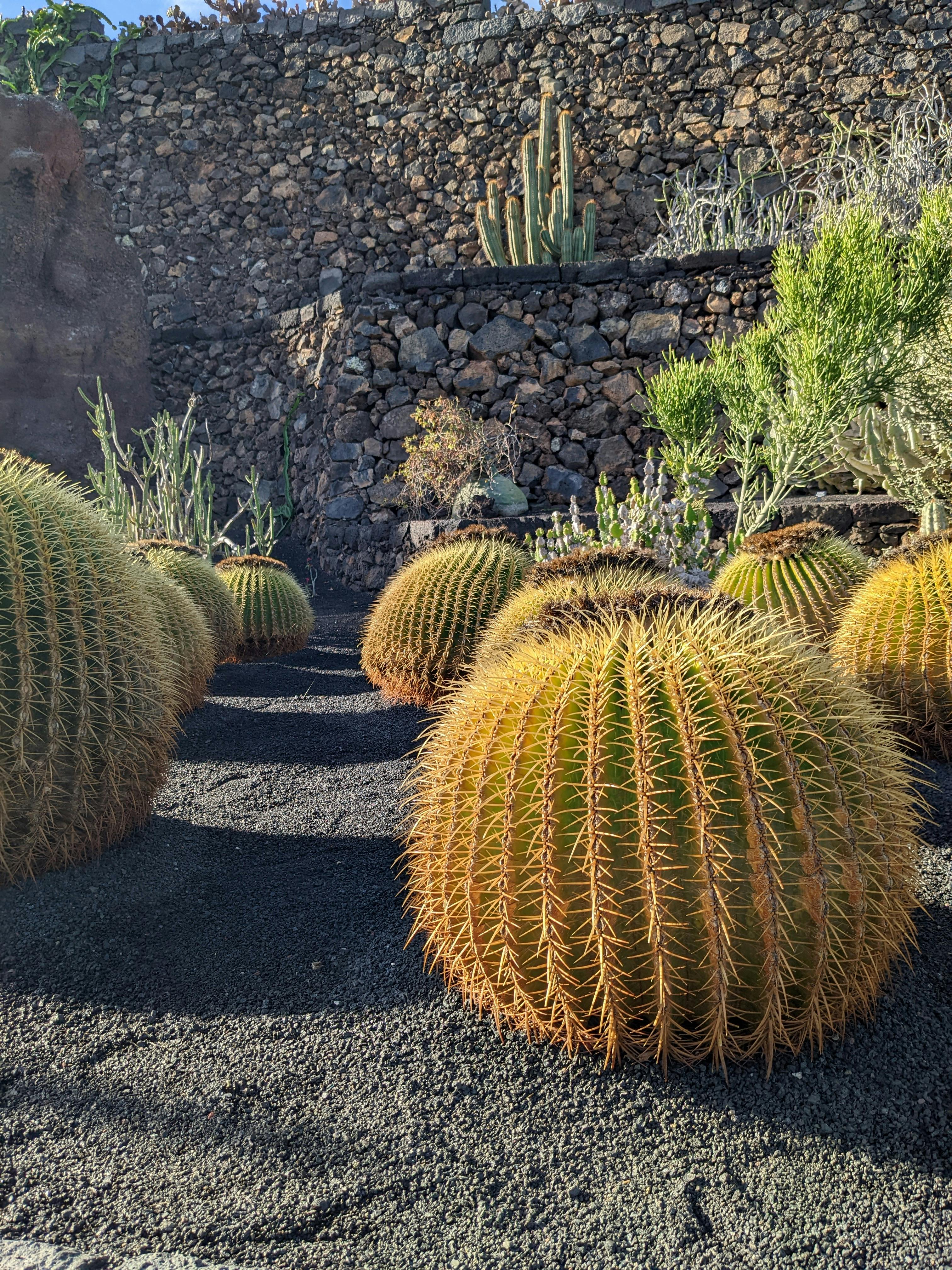 Round Cacti Growing in Sand · Free Stock Photo