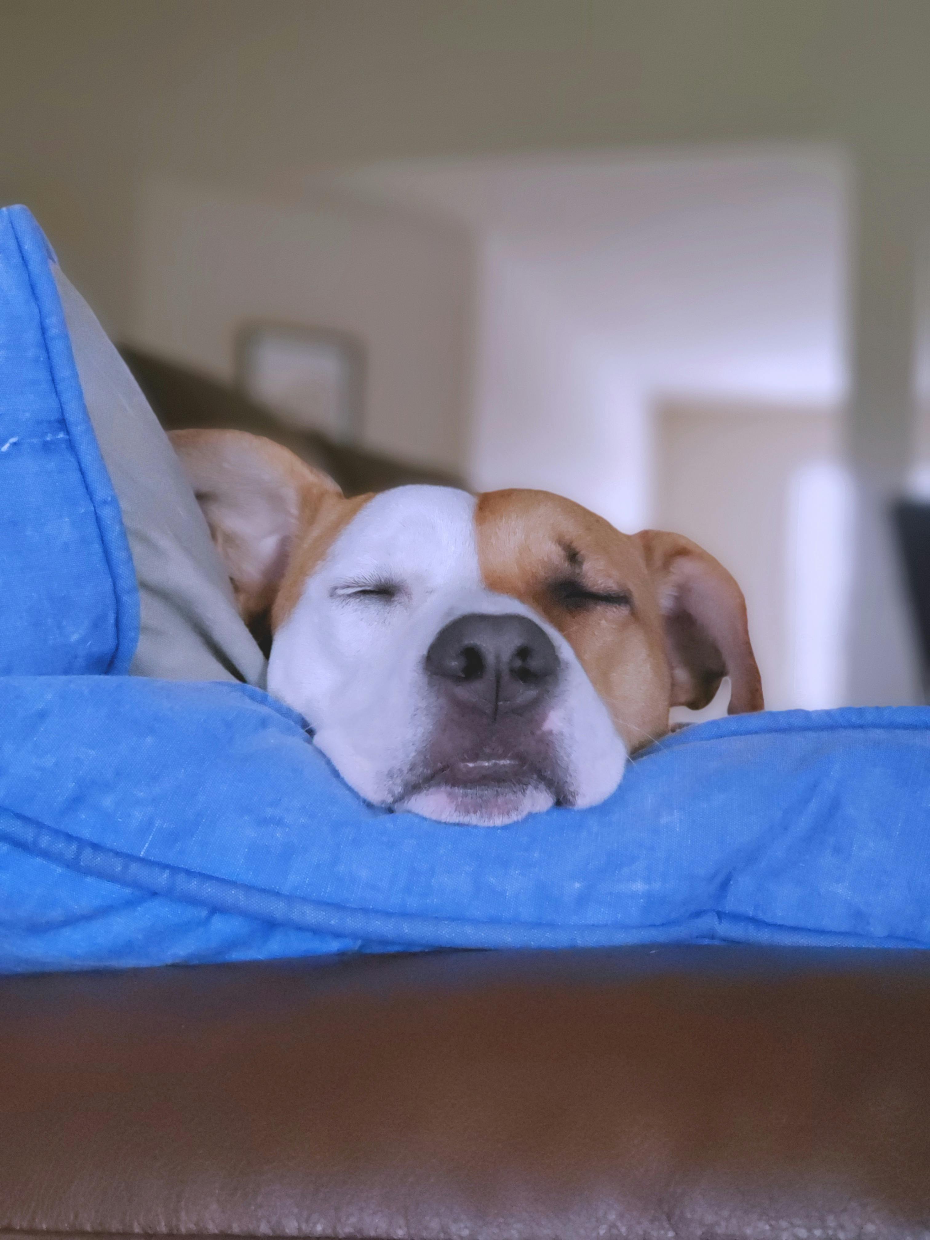 Free stock photo of animal, dog, dogs