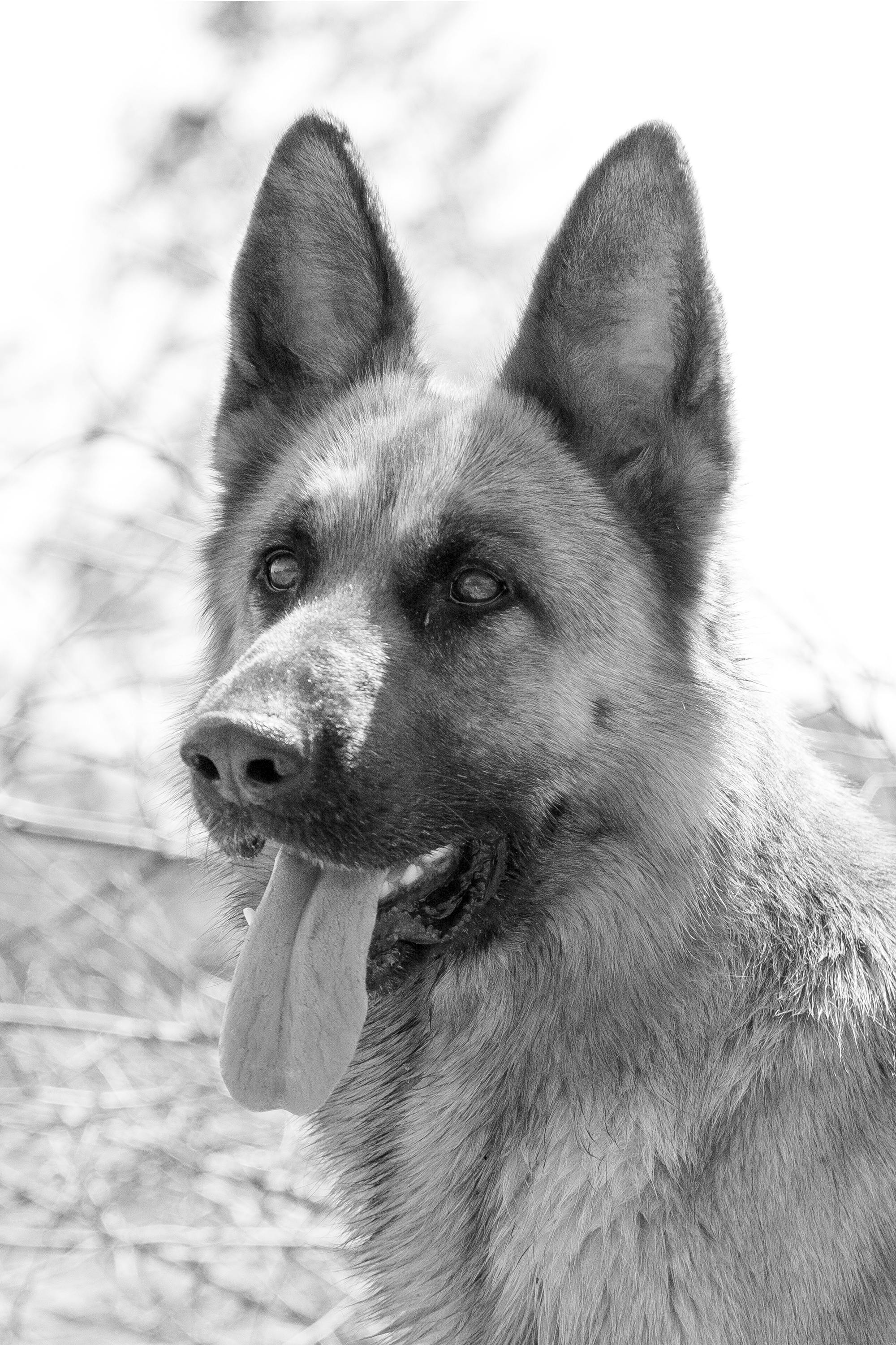 A Grayscale Photo of a German Shepherd Dog · Free Stock Photo