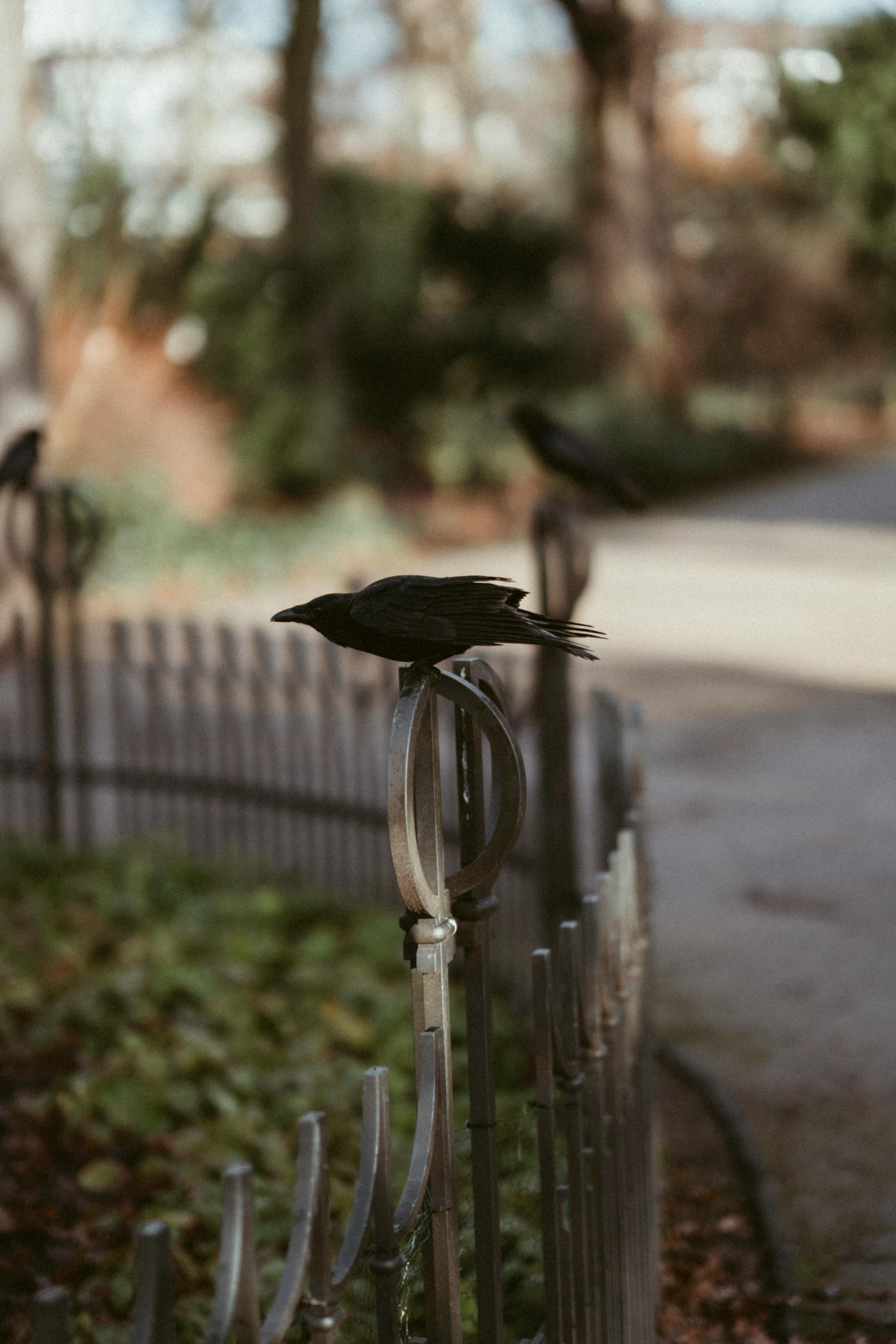 Crow Perching on Fence · Free Stock Photo