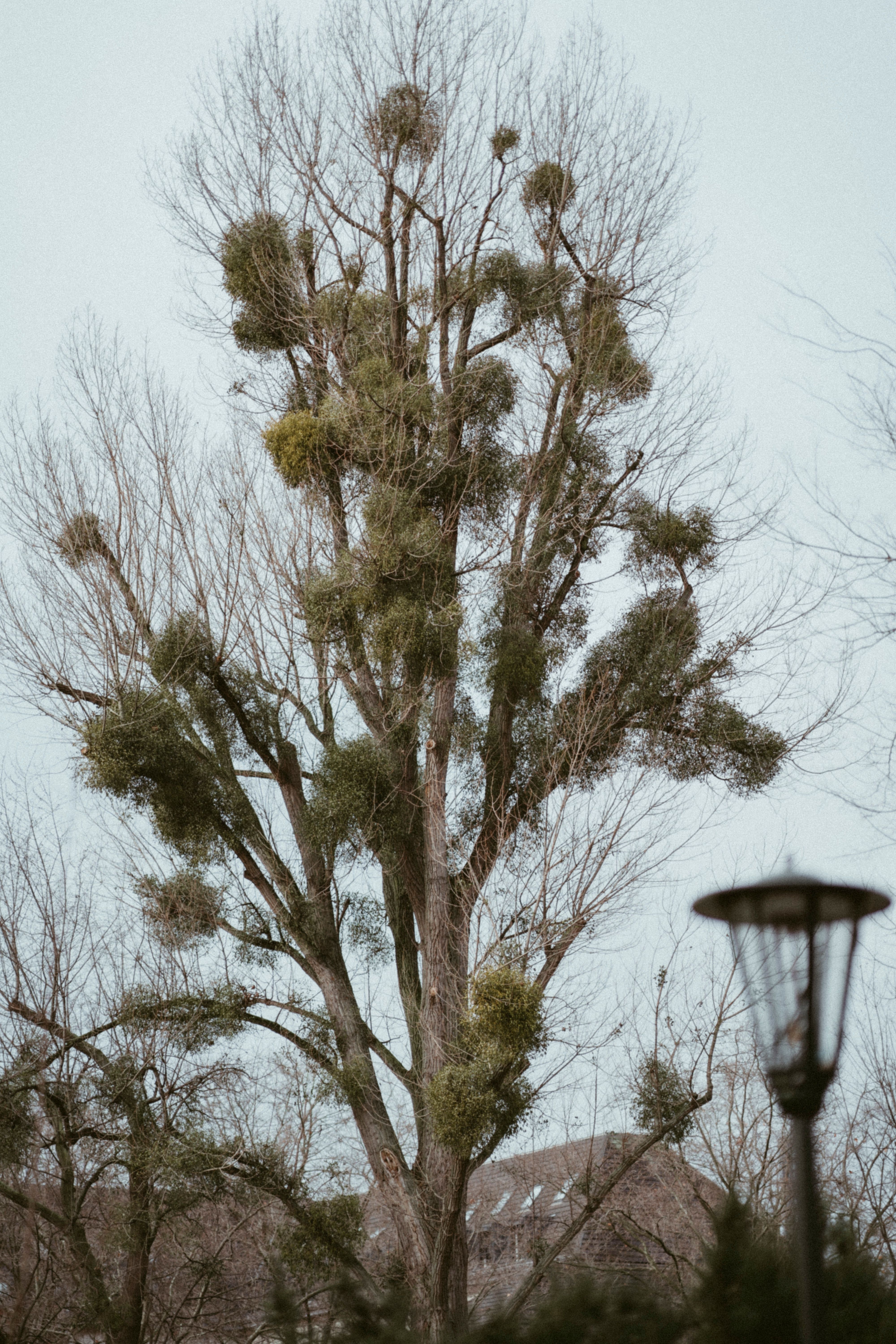 Mistletoes Photos, Download The BEST Free Mistletoes Stock Photos & HD ...