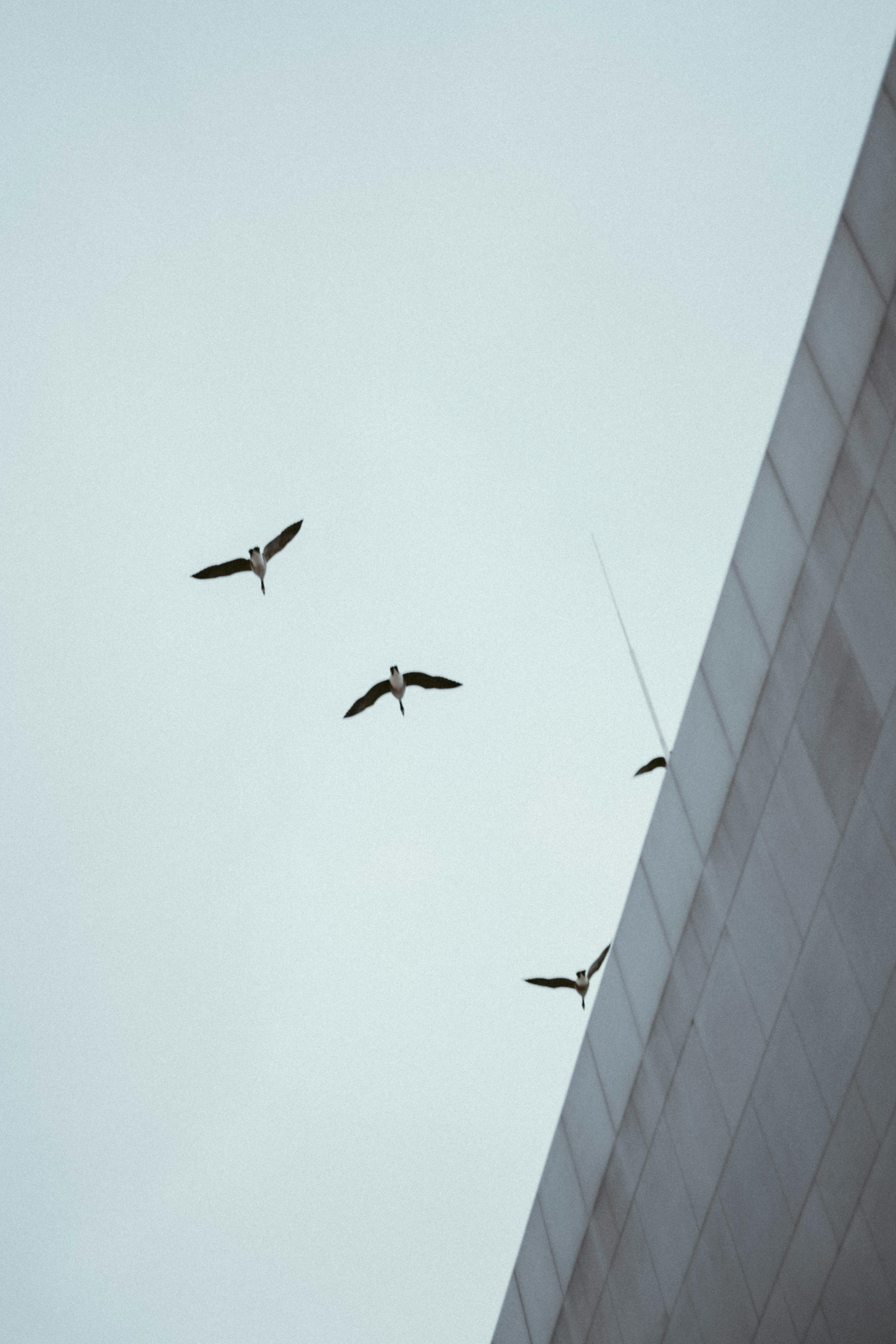 Birds Flying near Wall · Free Stock Photo