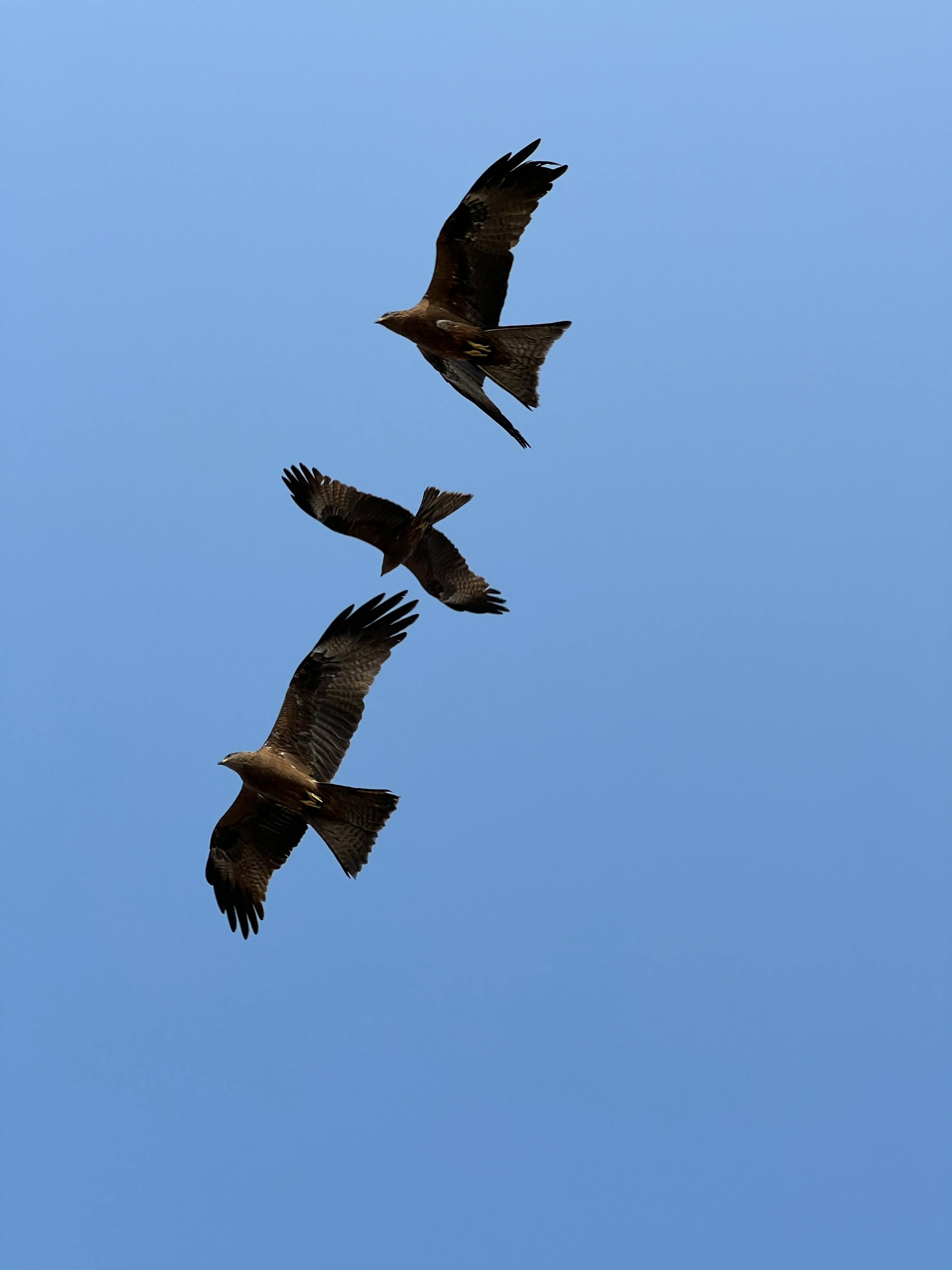 Pigeons in Flight · Free Stock Photo