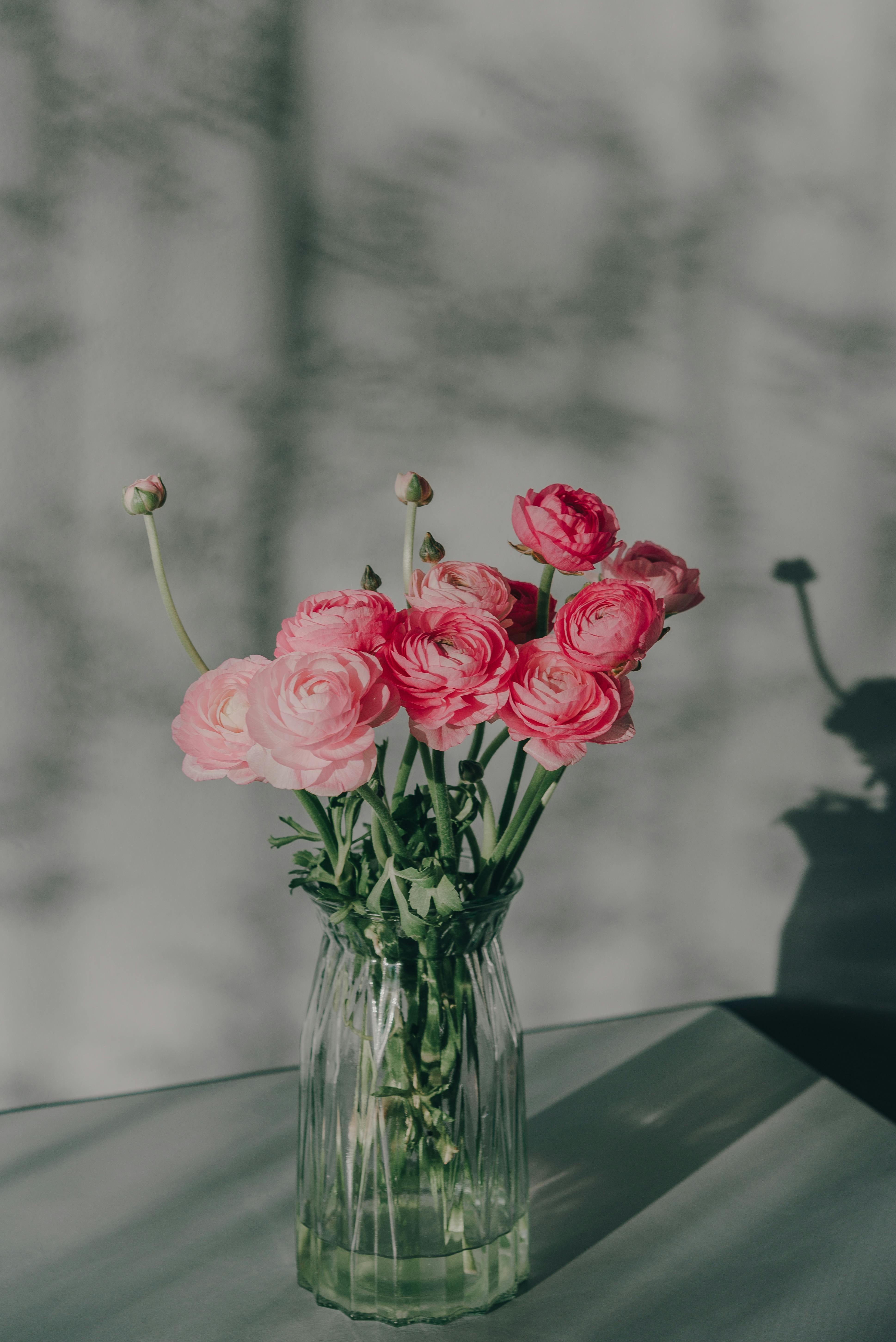 Shadow Pics Photos, Download The BEST Free Shadow Pics Stock Photos ...