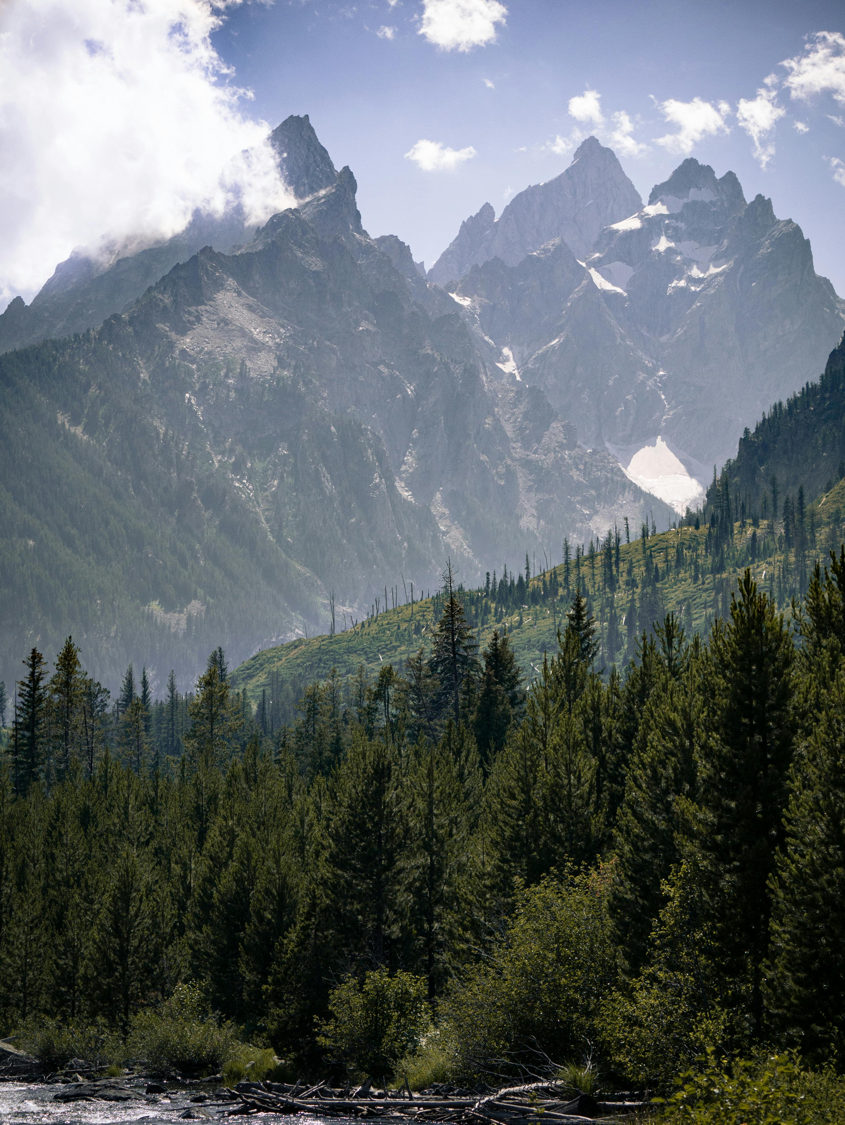 Autumn Golden Leafed Trees Among Evergreen Conifers in a Mountainside ...