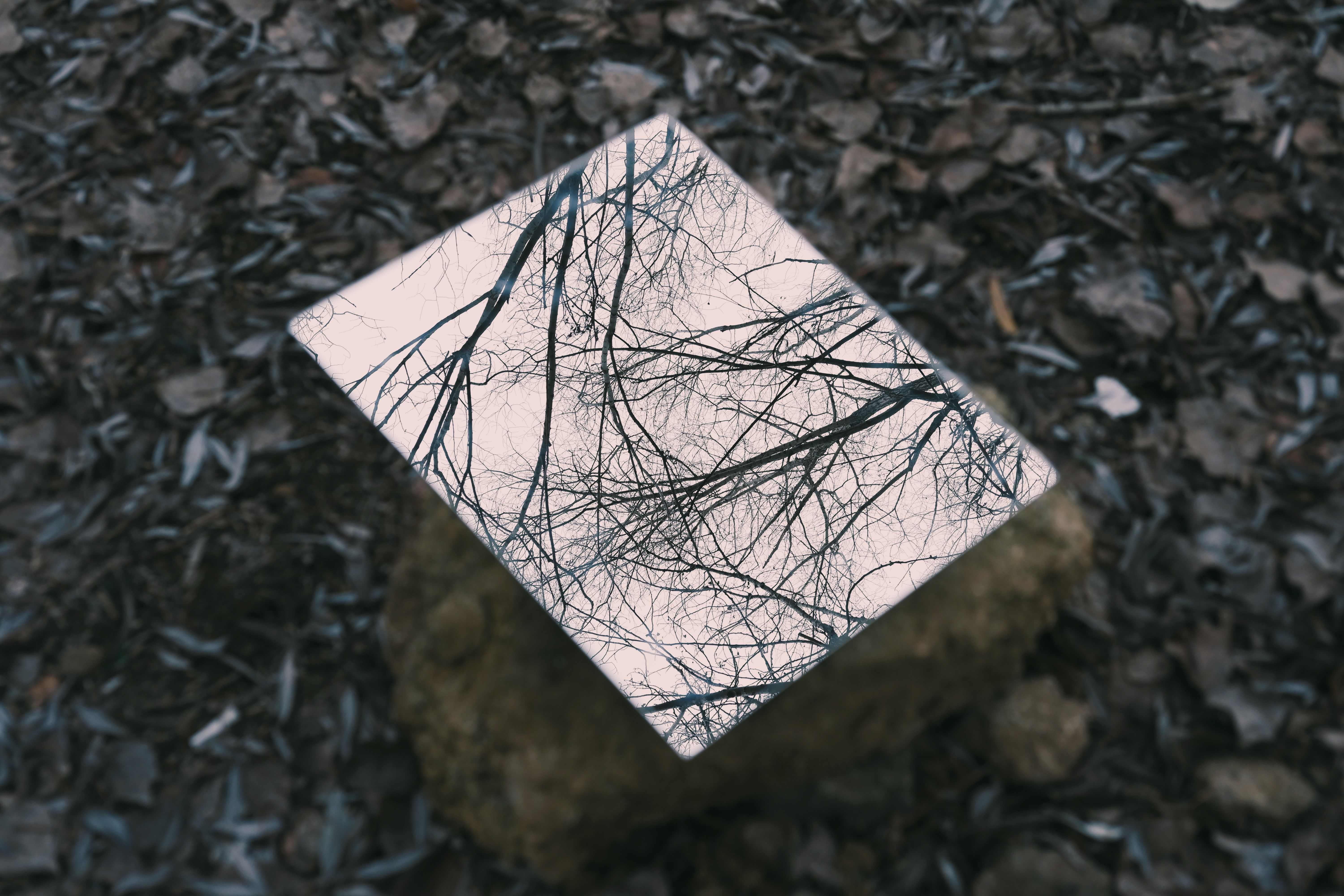 Bare Trees Reflection in Mirror in Nature · Free Stock Photo