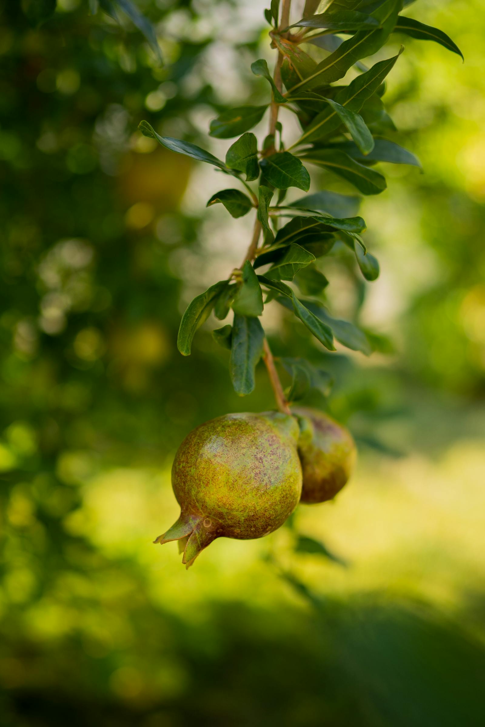 Pomegranate Tree Photos, Download The BEST Free Pomegranate Tree Stock ...