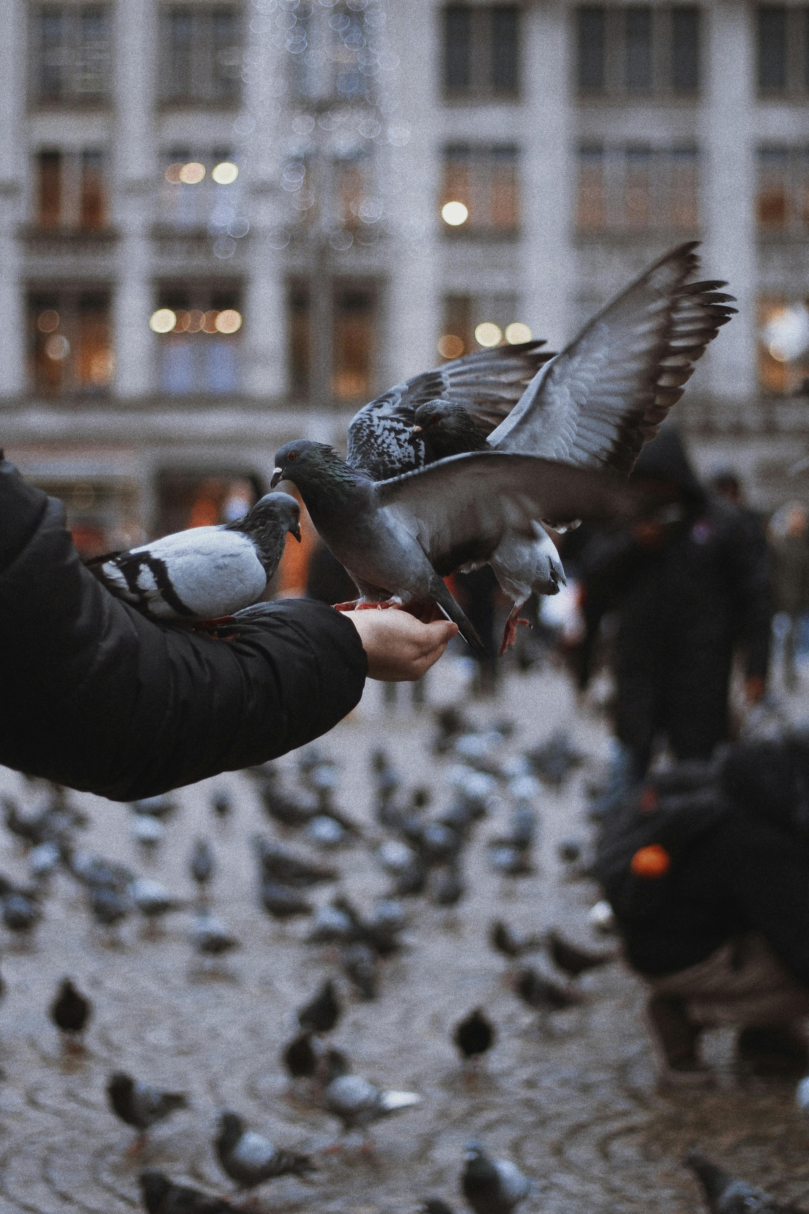 Pigeons on Person's Hand · Free Stock Photo