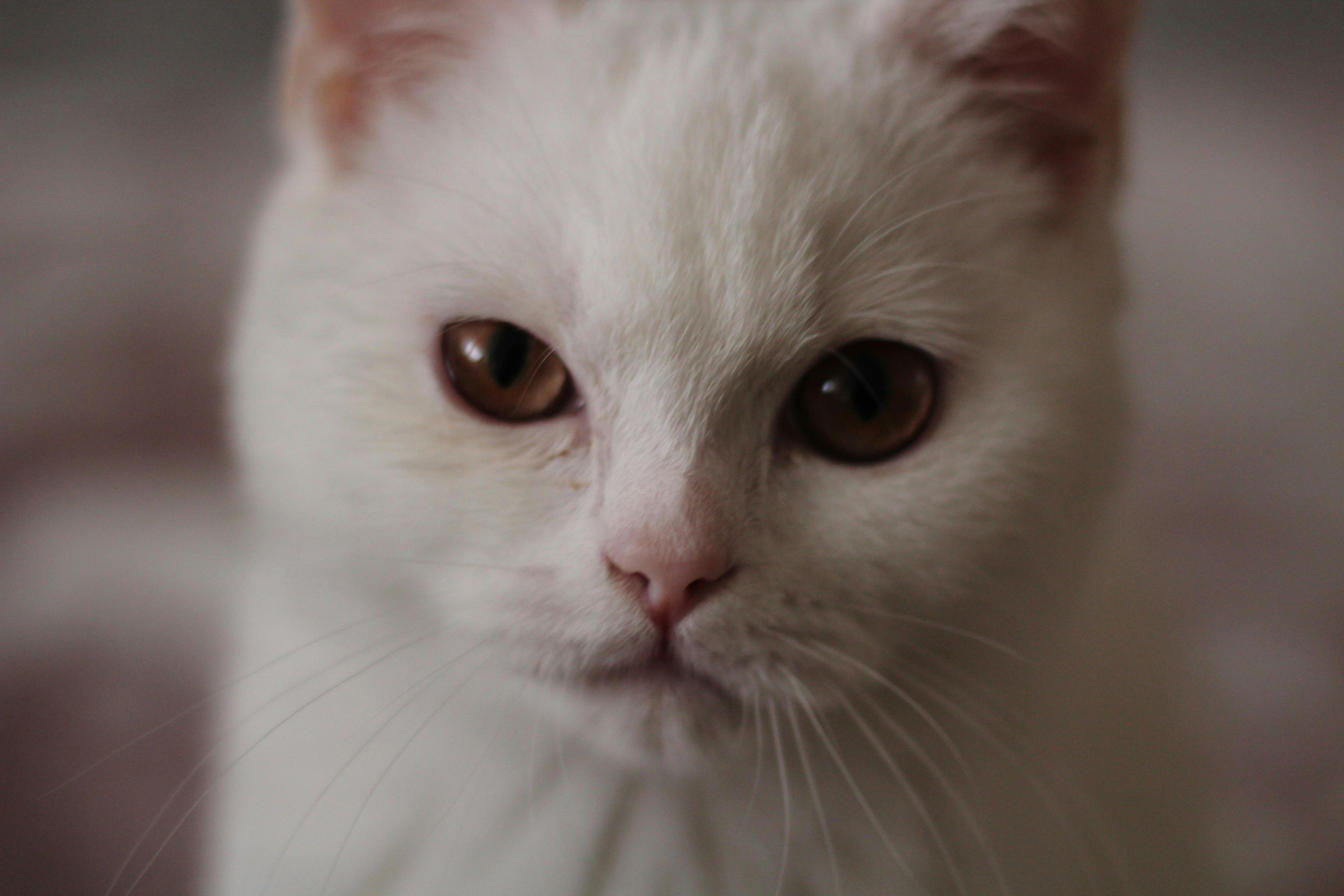 Grey And White Fur Cat · Free Stock Photo