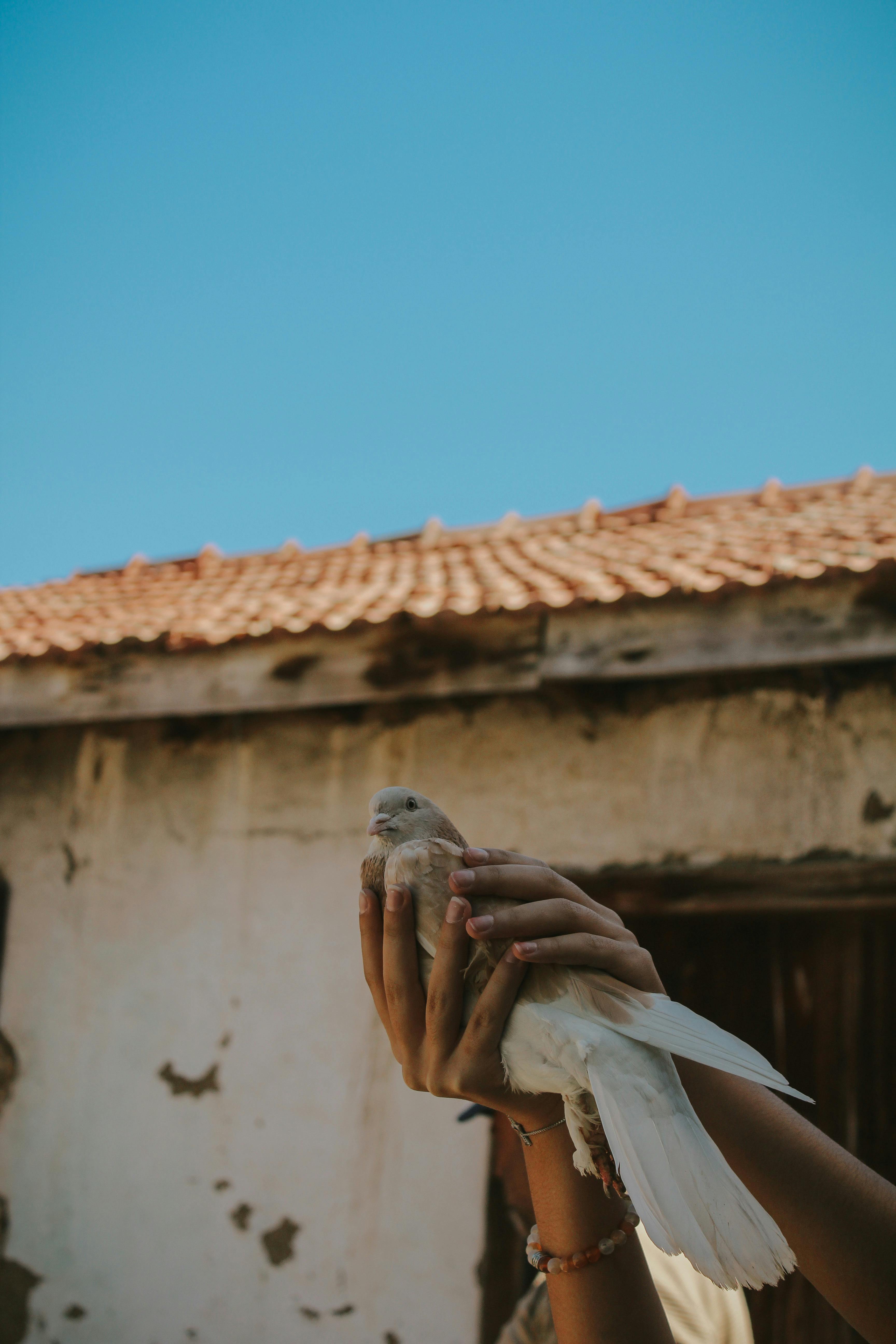 Pigeon Held in Hands · Free Stock Photo