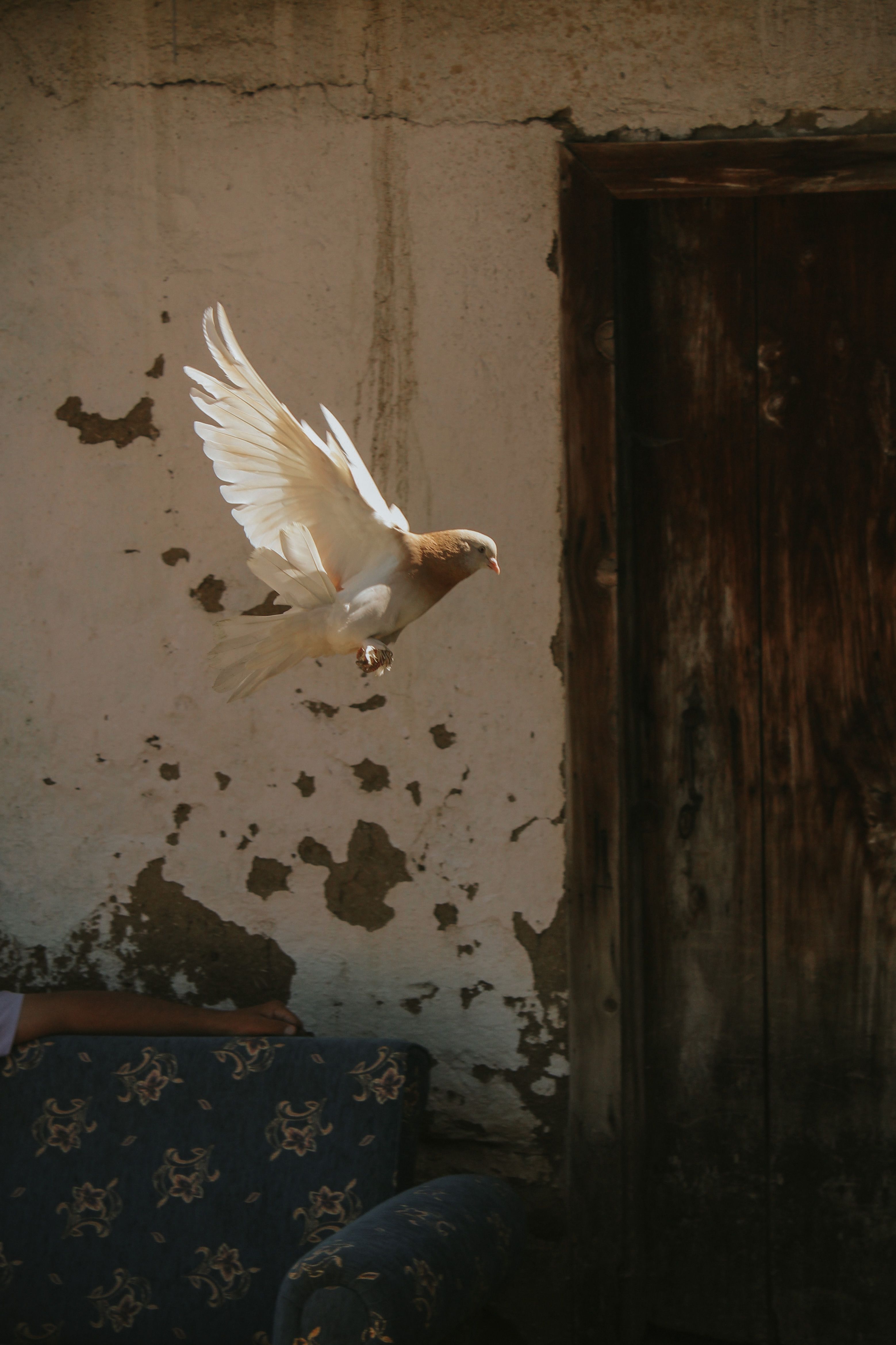 Flying Pigeon among Old House · Free Stock Photo