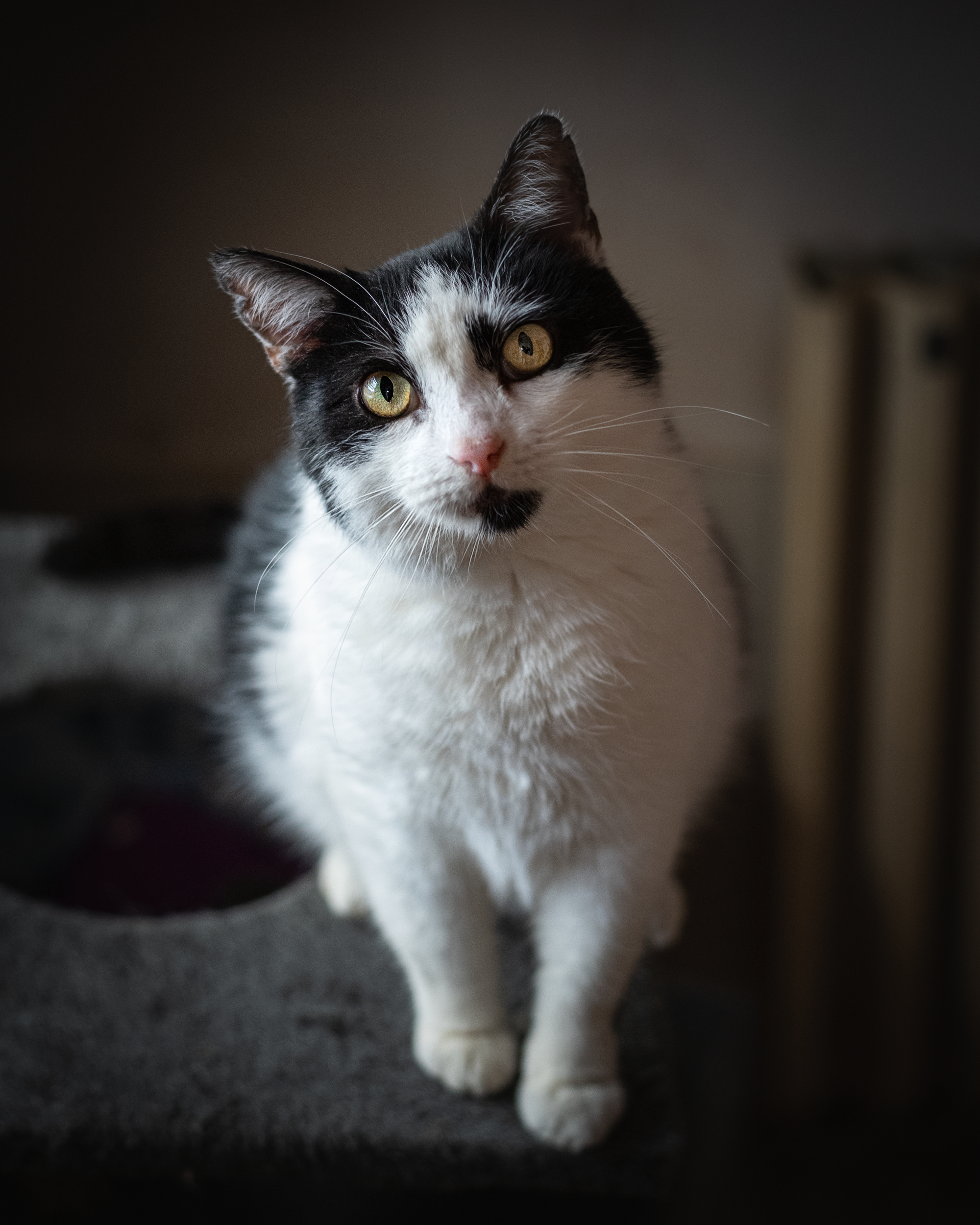 Photo gratuite de à fourrure, adoption d'animaux, adorable, amitié ...