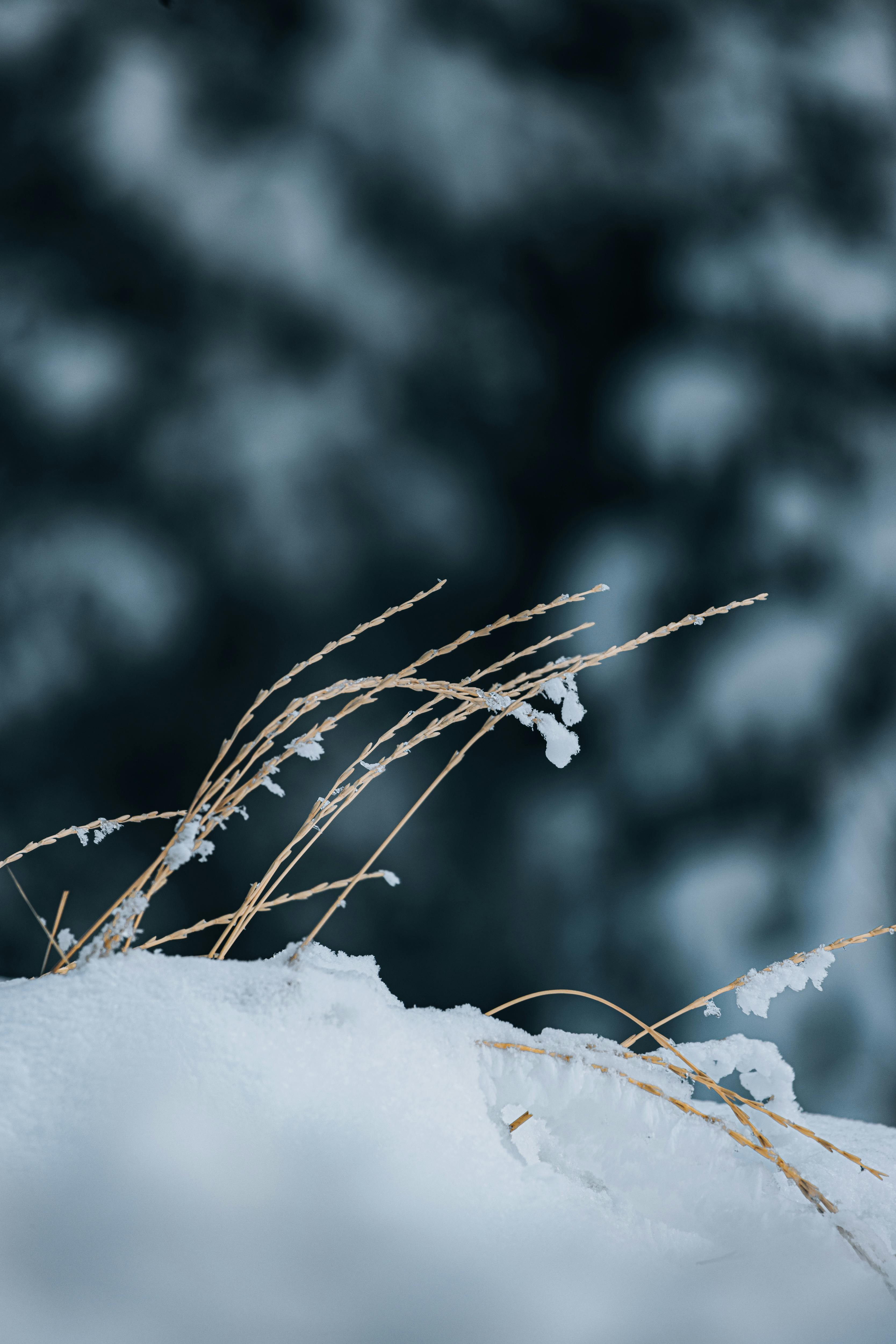 Brown Pinecone on Snow Field · Free Stock Photo