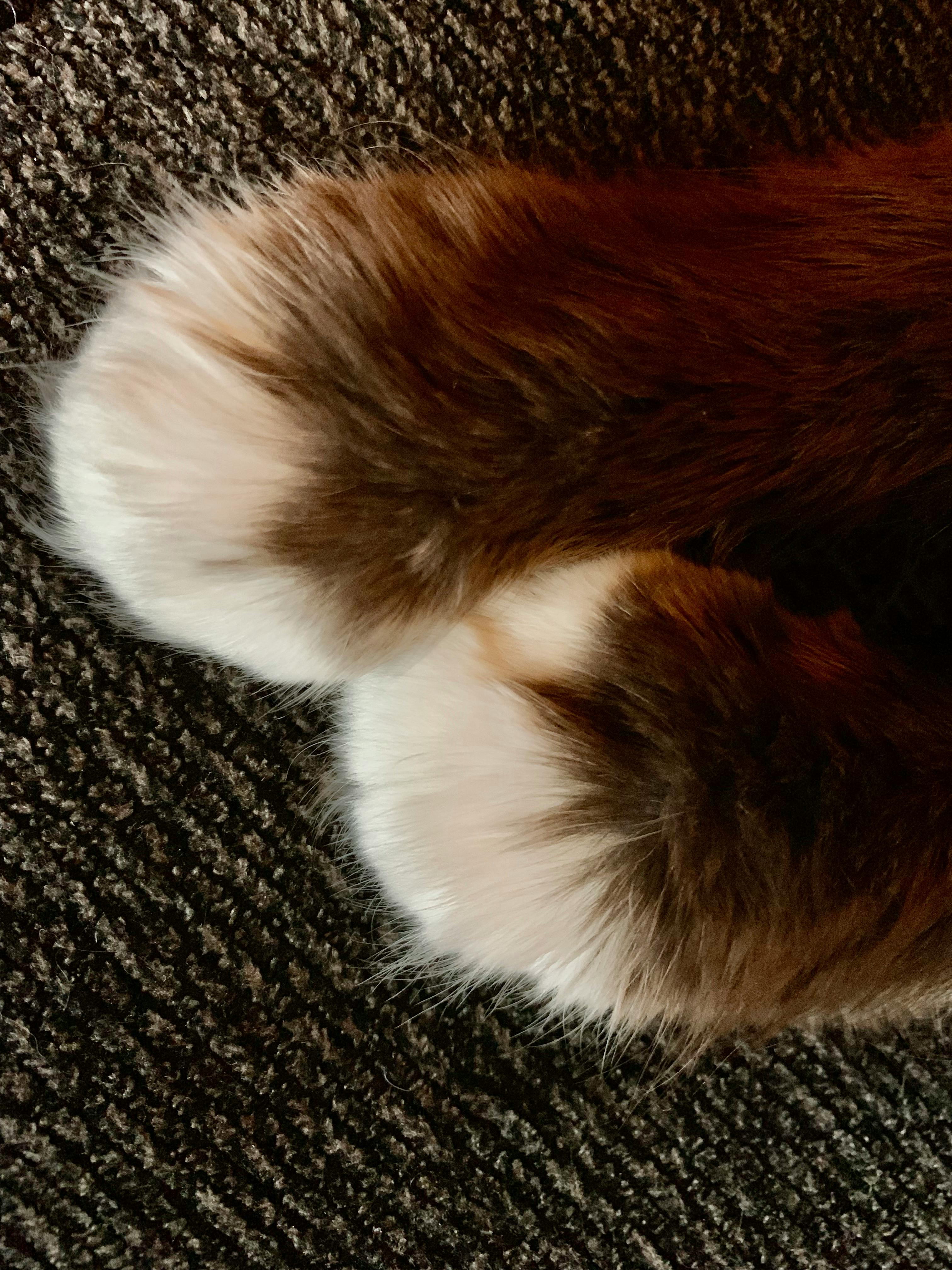 Renee Sande – Fotografia