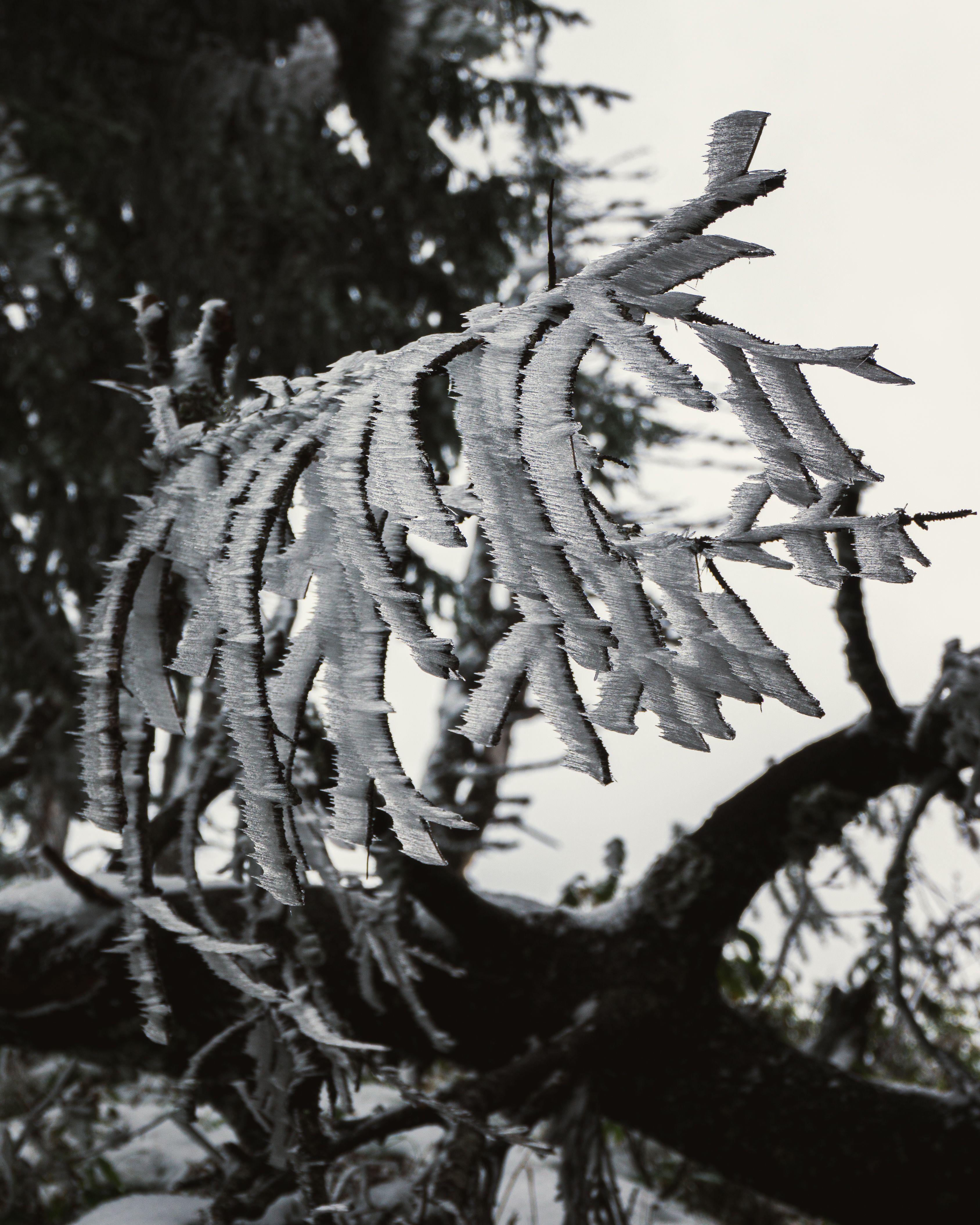 Grayscale Photo of a Plant · Free Stock Photo