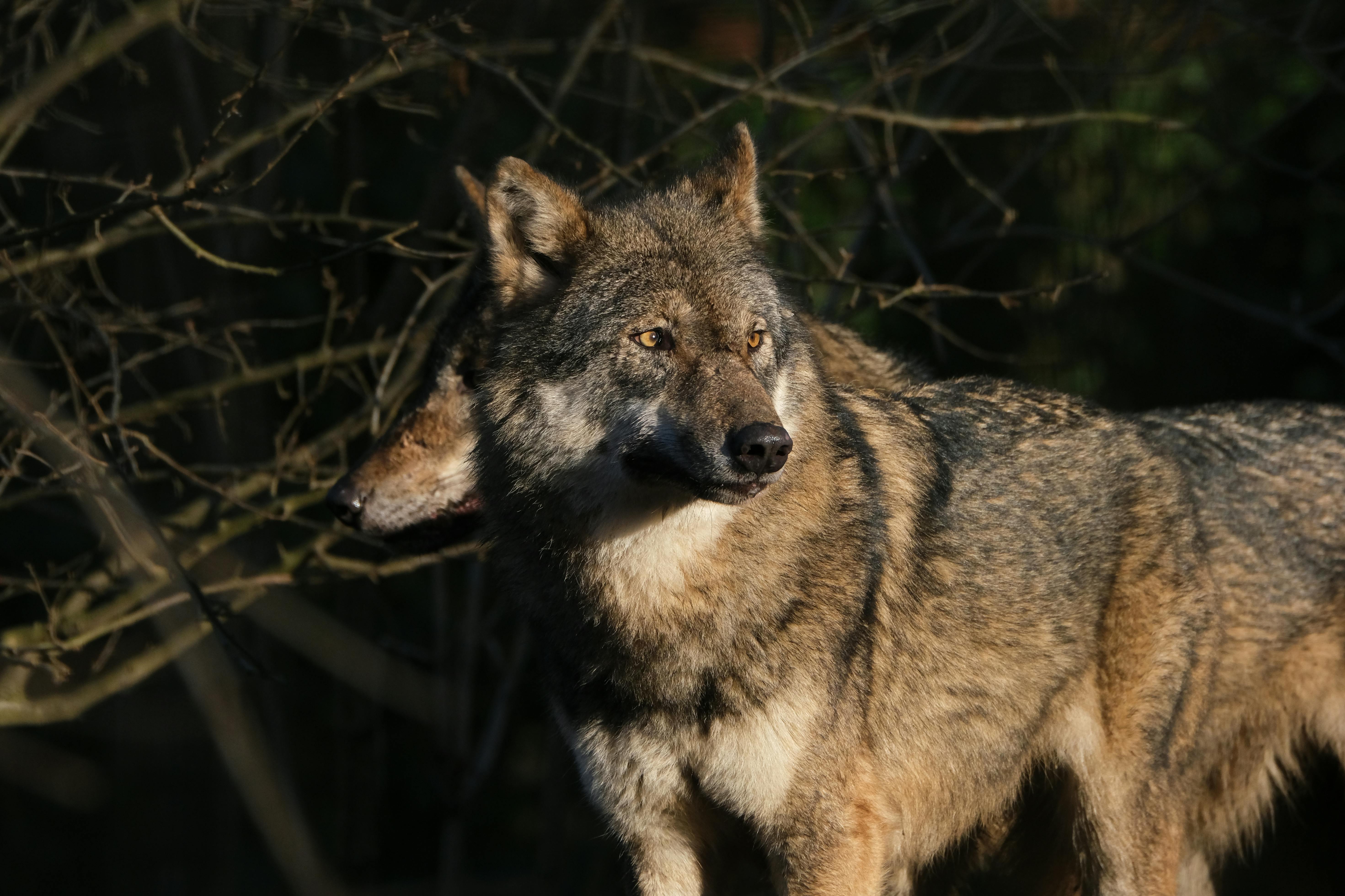 A Wolf in a Forest · Free Stock Photo