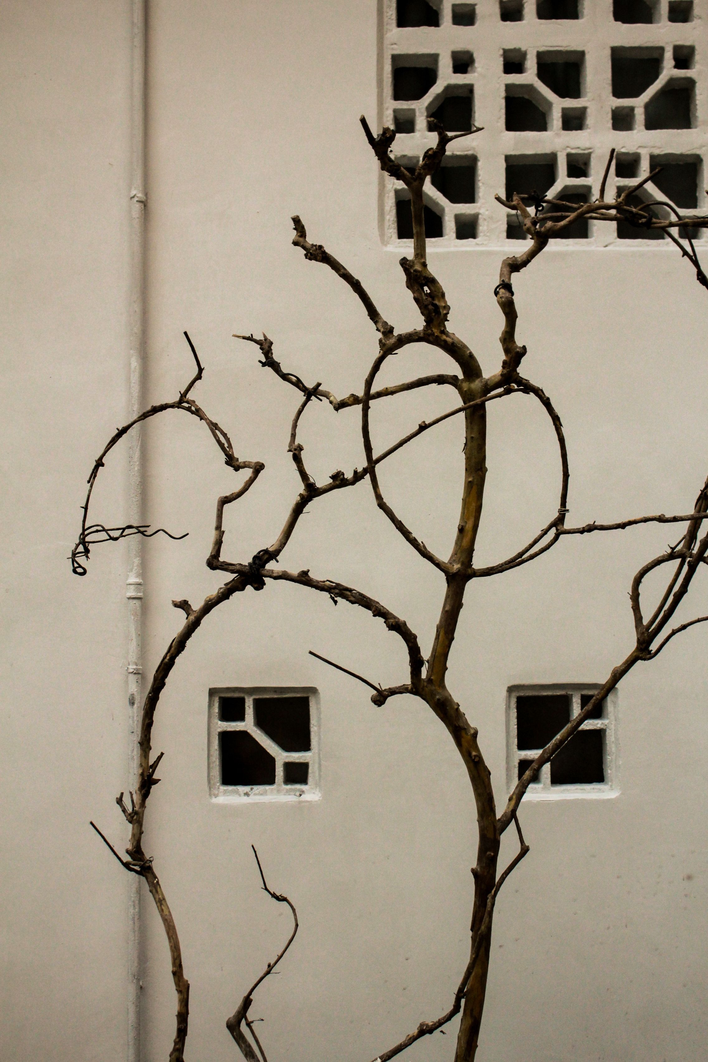 Leafless Puu Photos, Download The BEST Free Leafless Puu Stock Photos ...