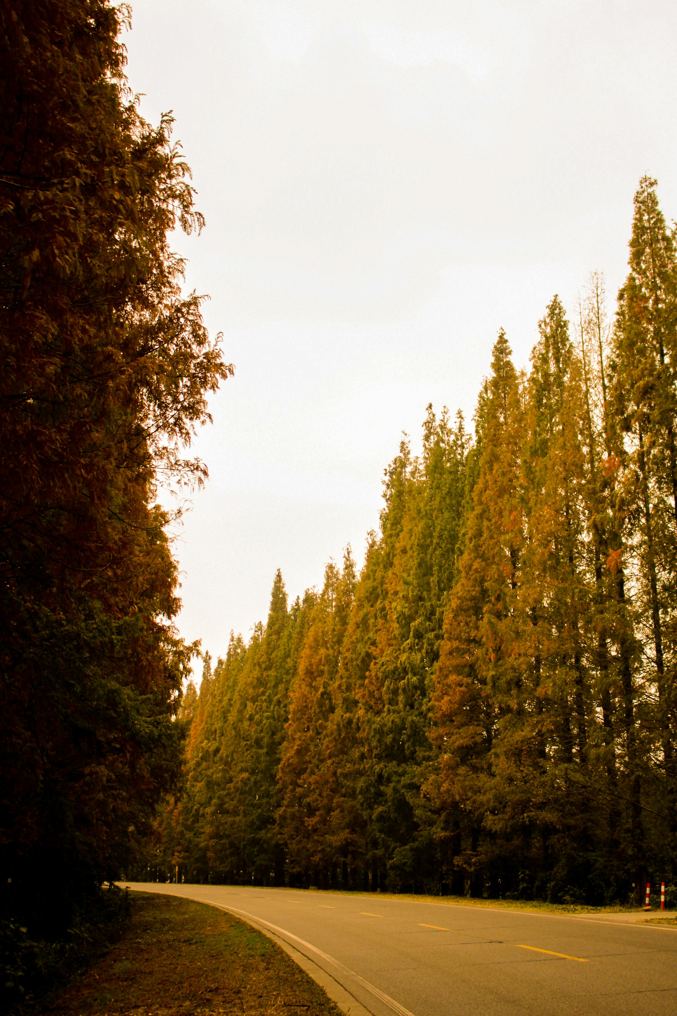 Tall Ruler Photos, Download The BEST Free Tall Ruler Stock Photos & HD ...