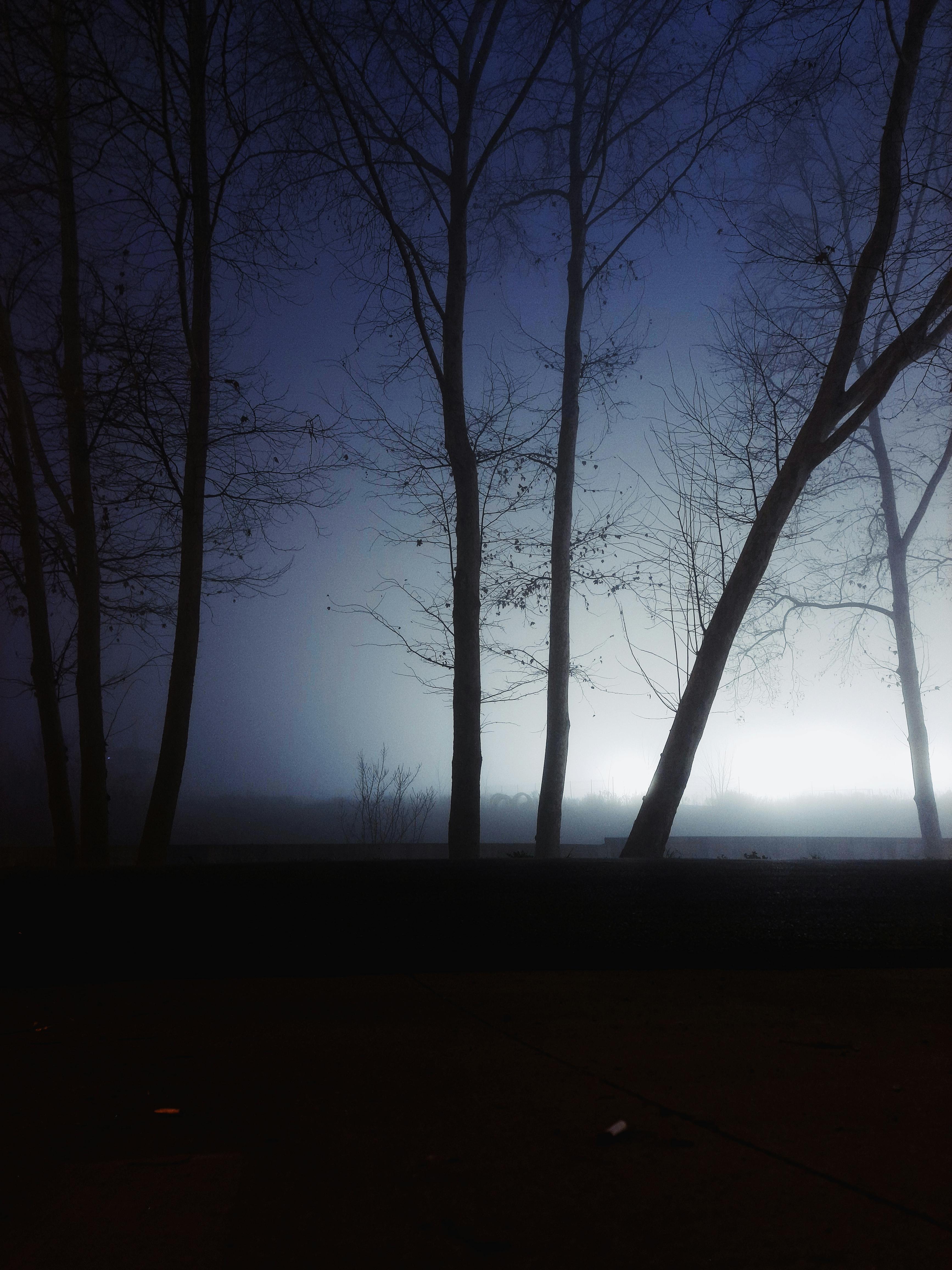 Scary View of Forest at Night · Free Stock Photo