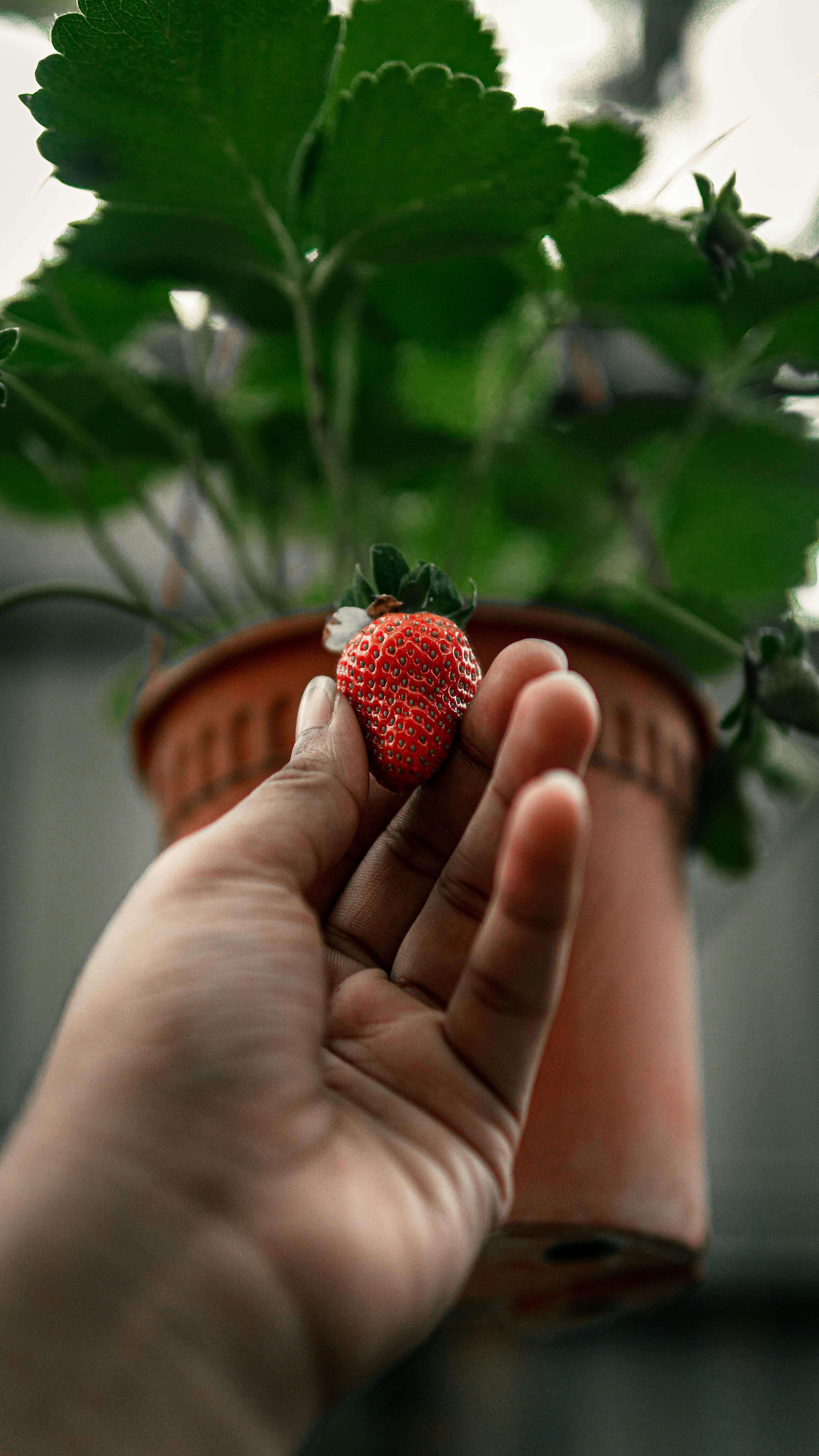 Strawberry · Free Stock Photo