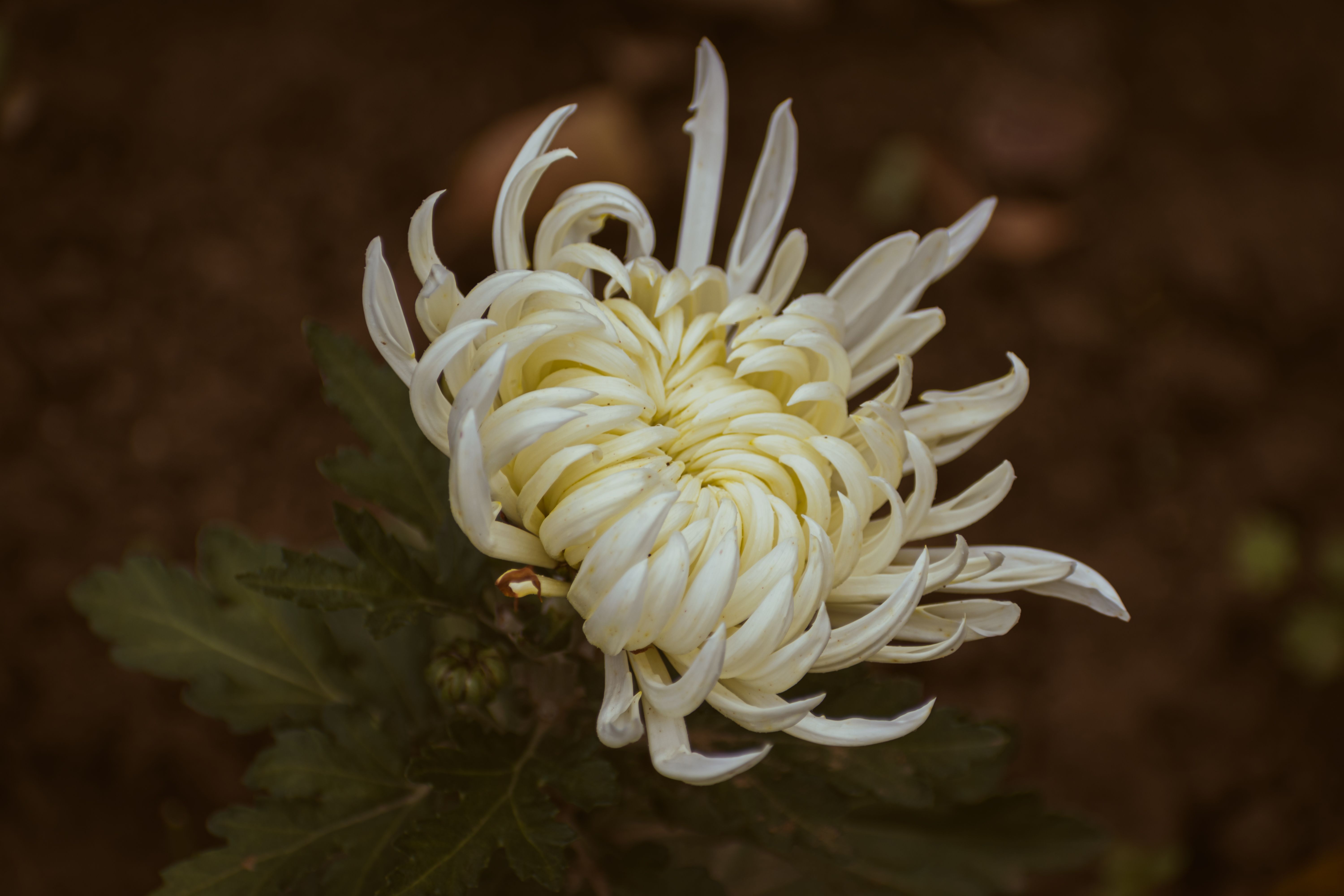Close-Up Shot of a Chrysanthemum · Free Stock Photo