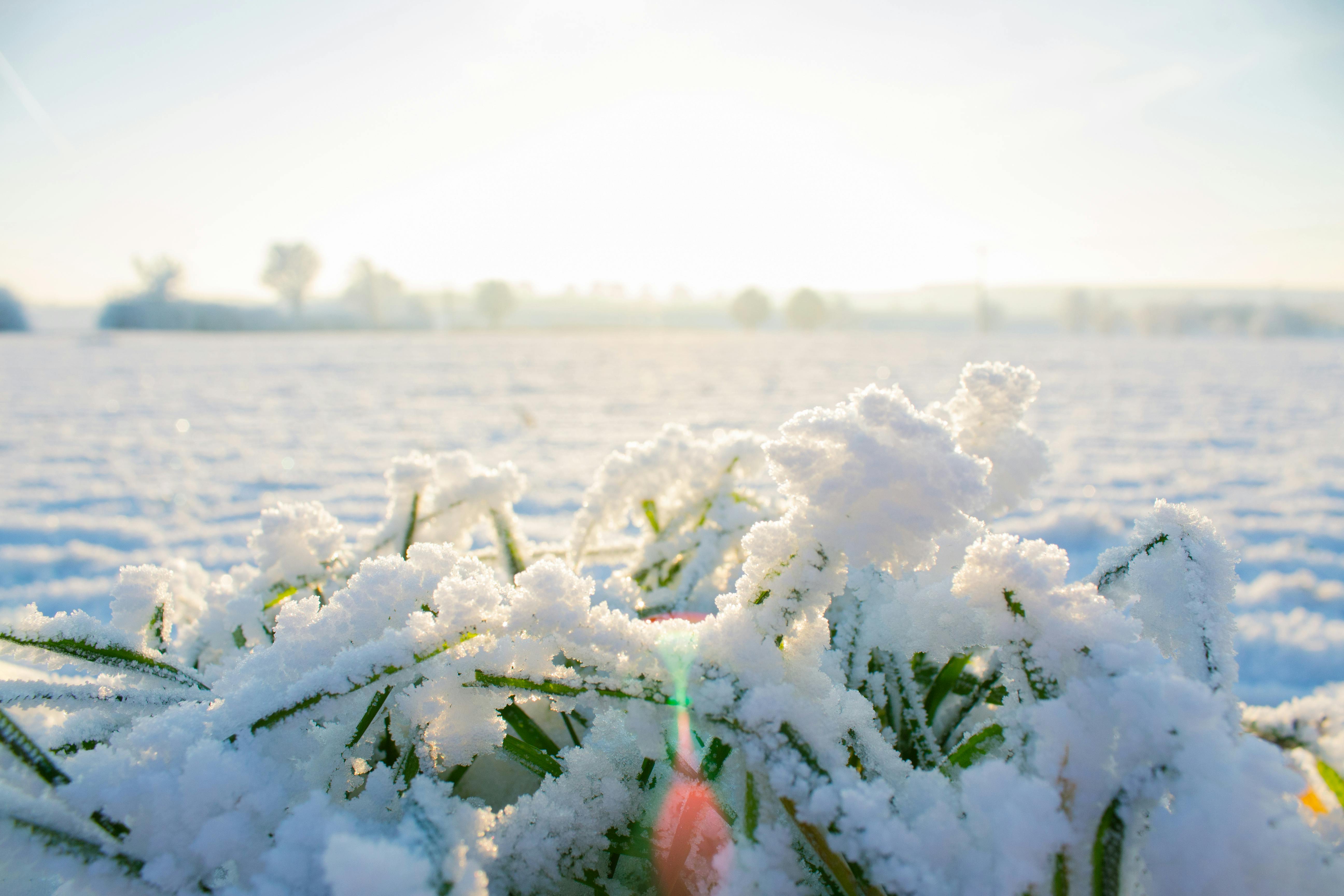 Snow Covered Grass · Free Stock Photo