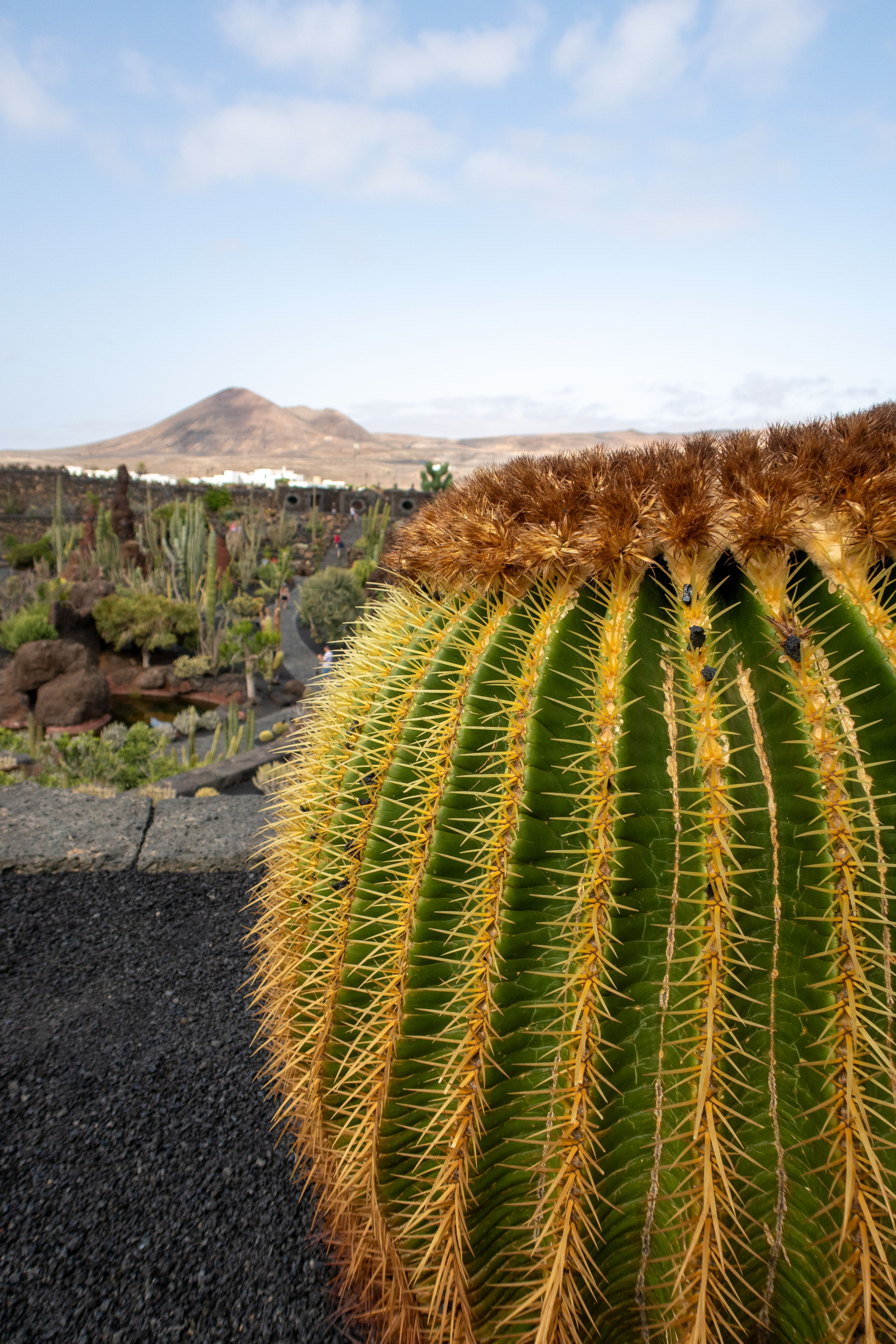 Close Up Photo of Cactus under Blue Sky · Free Stock Photo