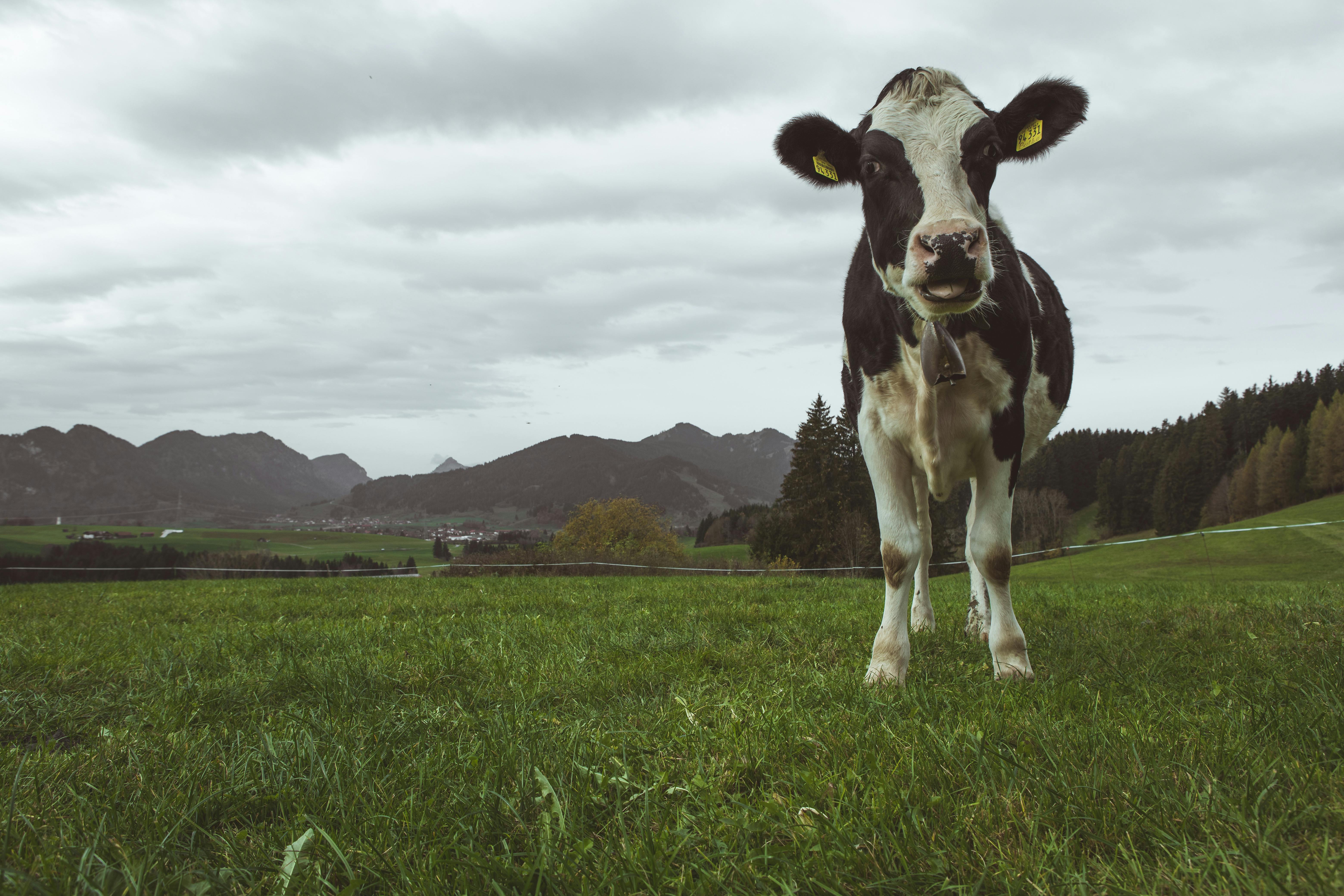 Cow Farm · Free Stock Photo