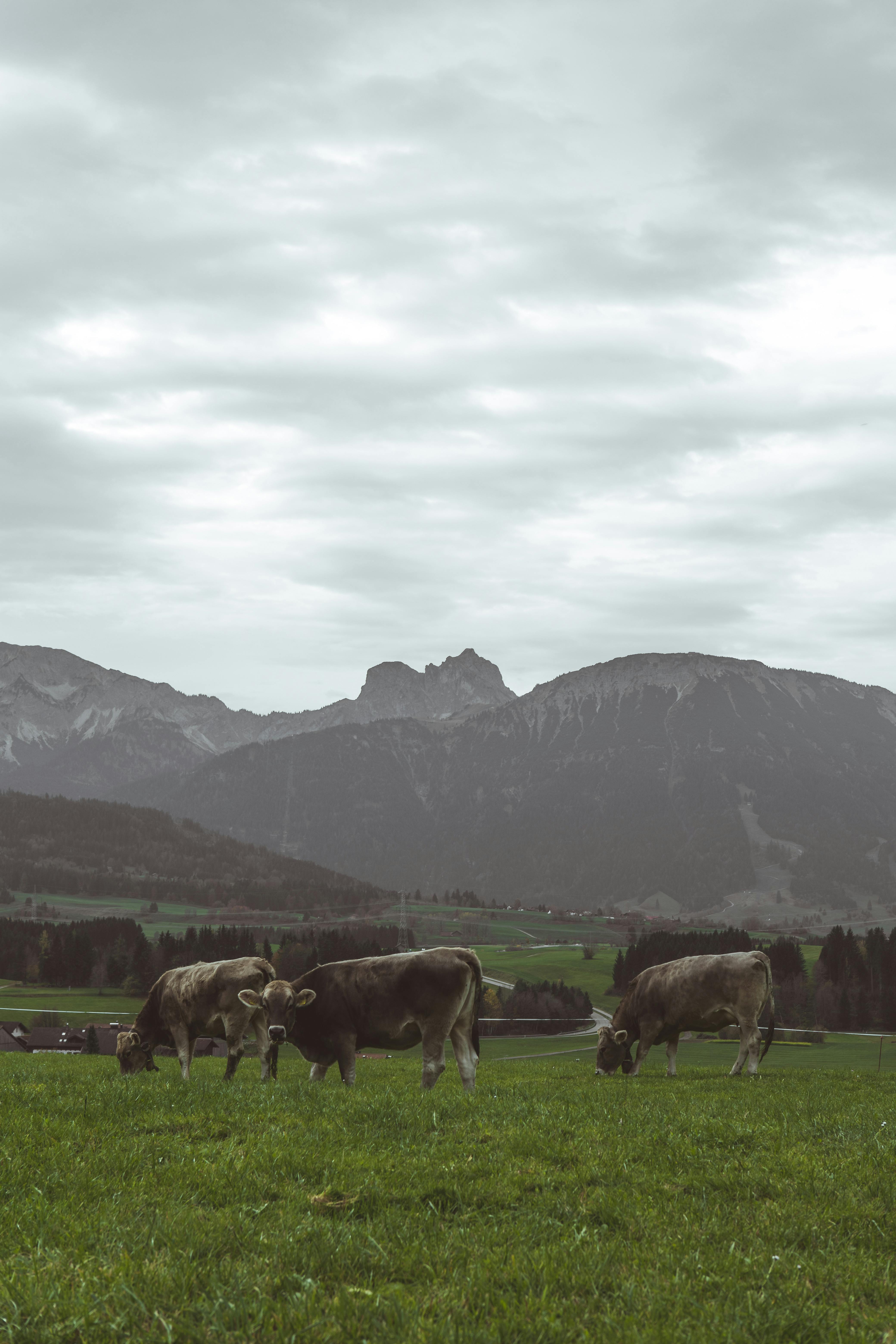 Sheep behind Container · Free Stock Photo