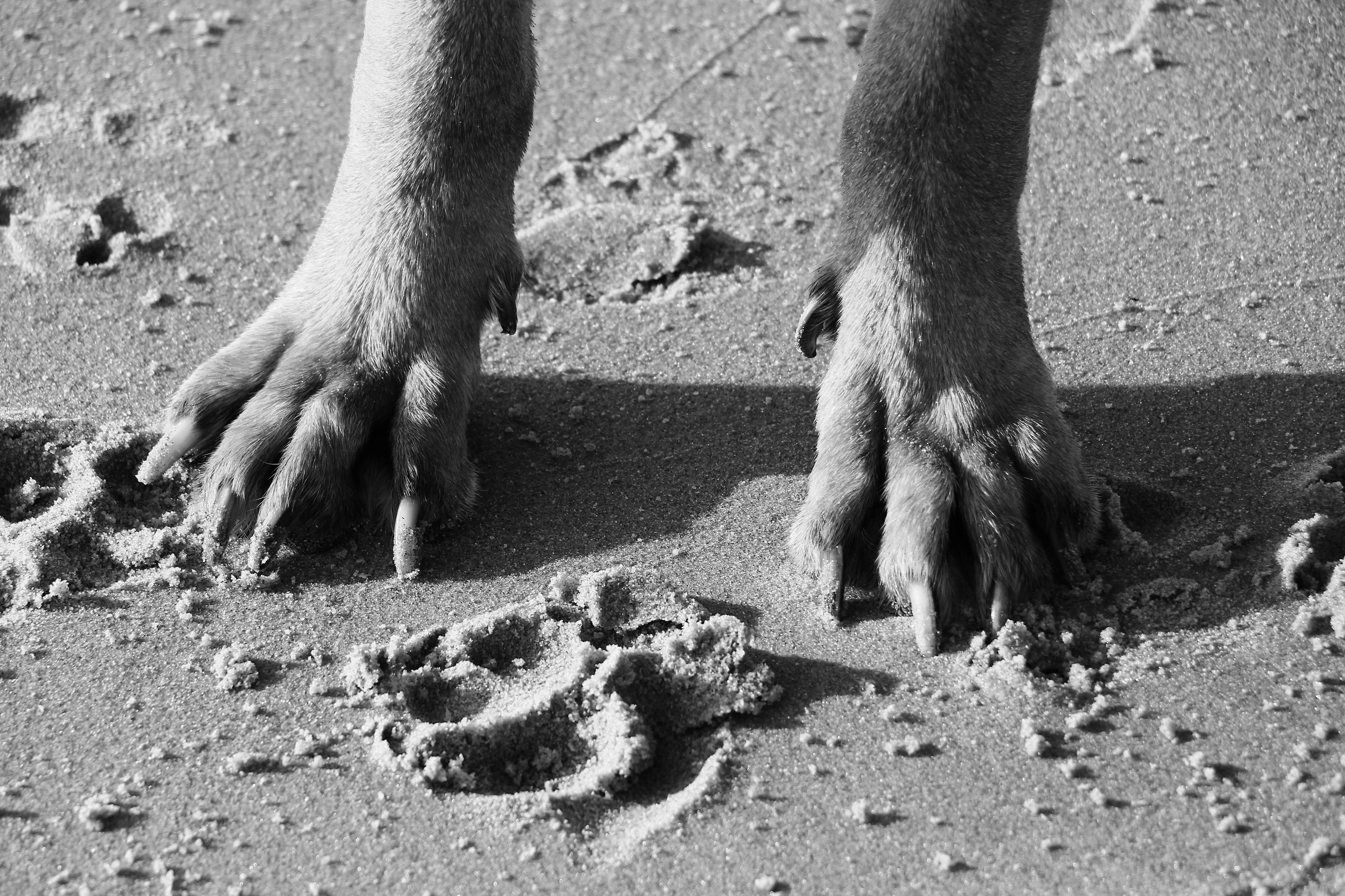 Close Up Photo of a Paw · Free Stock Photo