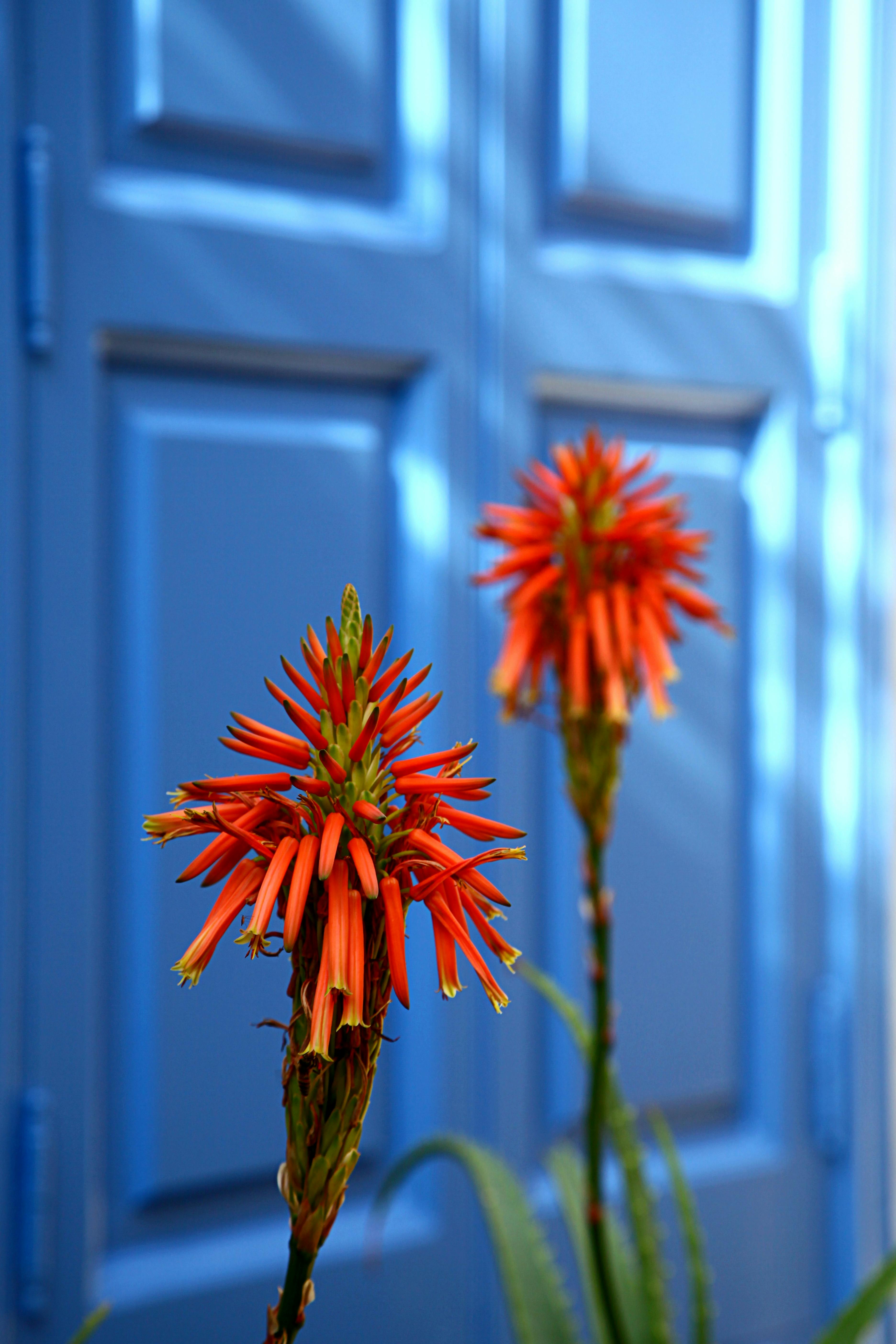 Blue Exotic Flowers Photos, Download The BEST Free Blue Exotic Flowers ...